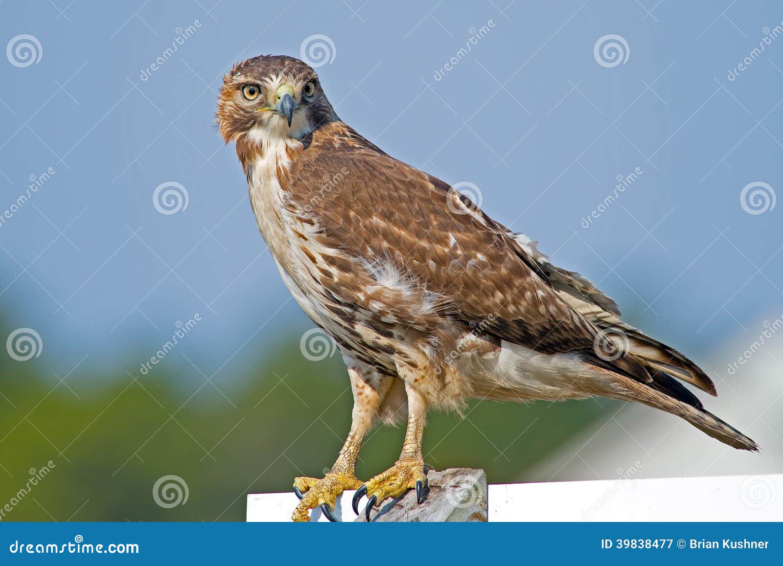 Red-Tailed Hawk stock image. Image of feathers, predator - 39838477