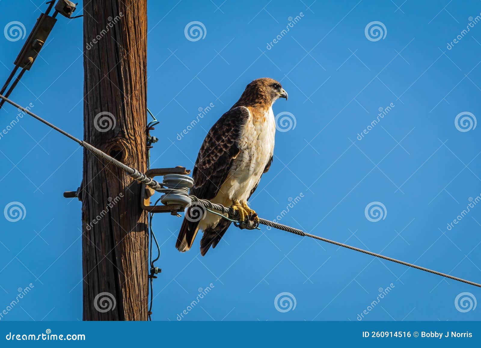 Red Tailed Hawk Resting on a Power Pole Stock Photo - Image of bird ...