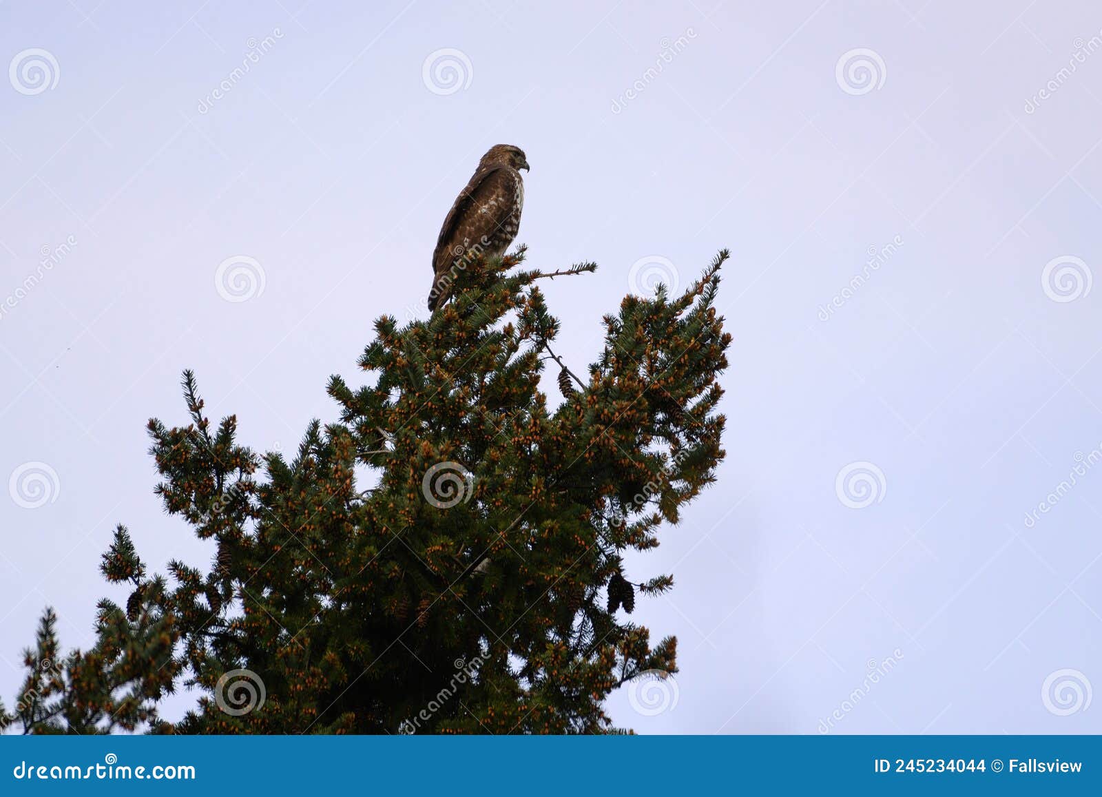 Red-tailed Hawk Resting on Top of the Tree Stock Photo - Image of ...