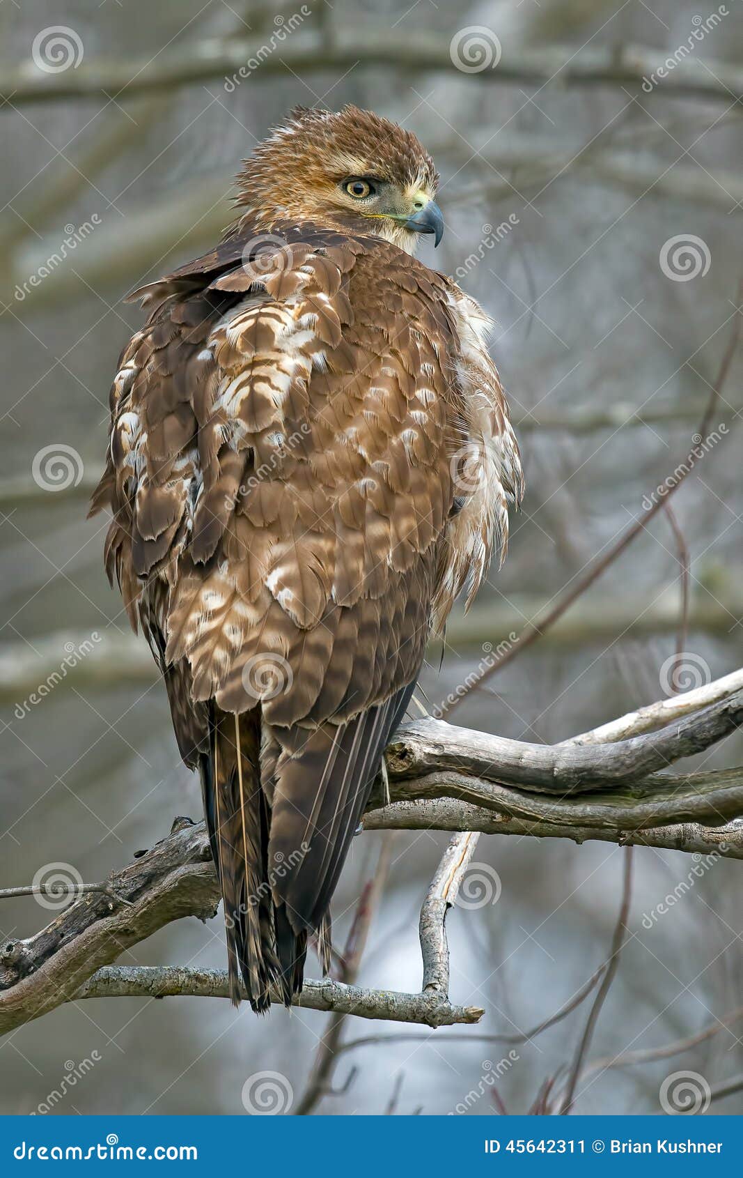 Red-Tailed Hawk stock image. Image of prey, feathers - 45642311