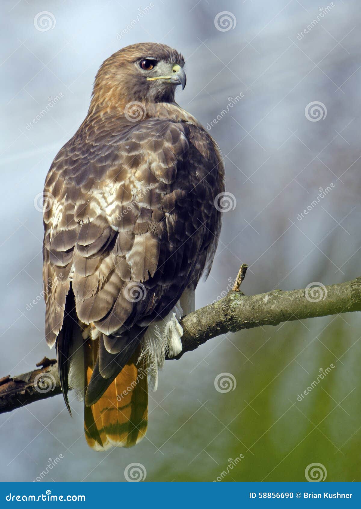 Red-Tailed Hawk stock photo. Image of branch, nature - 58856690
