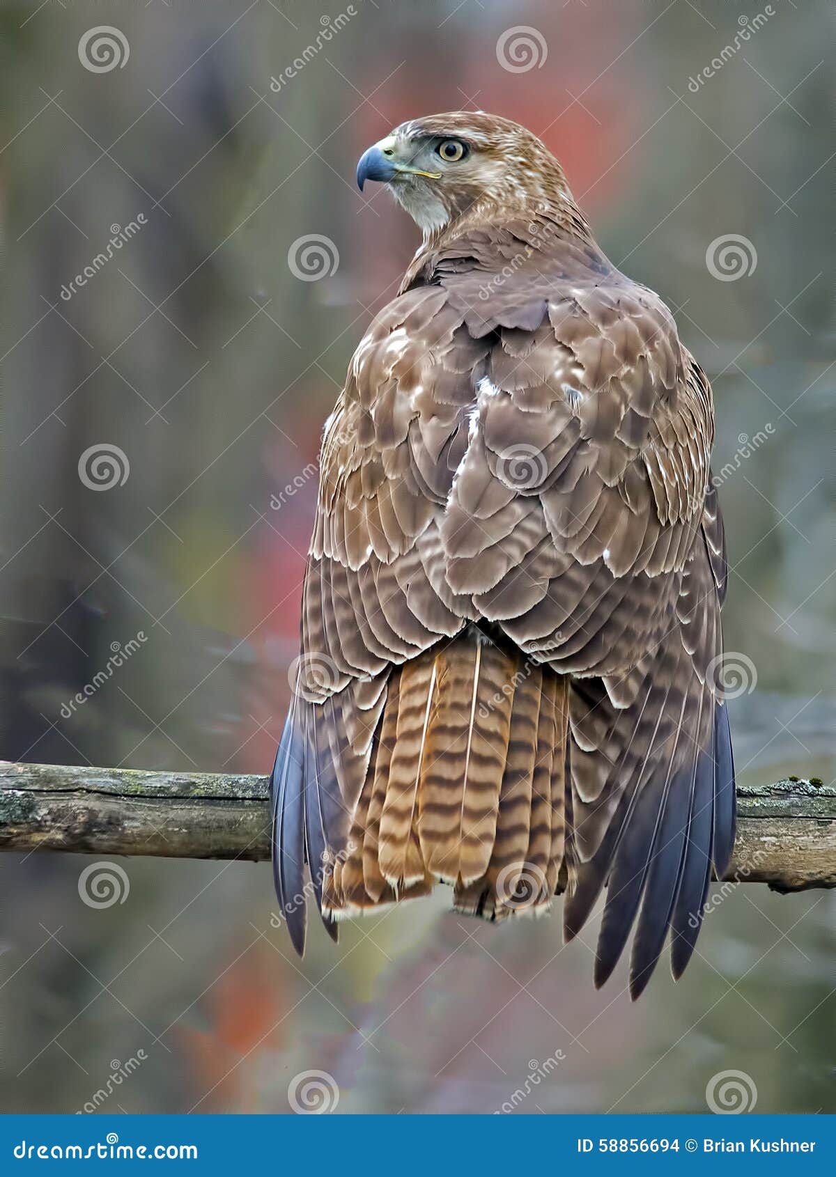 Red-Tailed Hawk stock photo. Image of fierce, wildlife - 58856694
