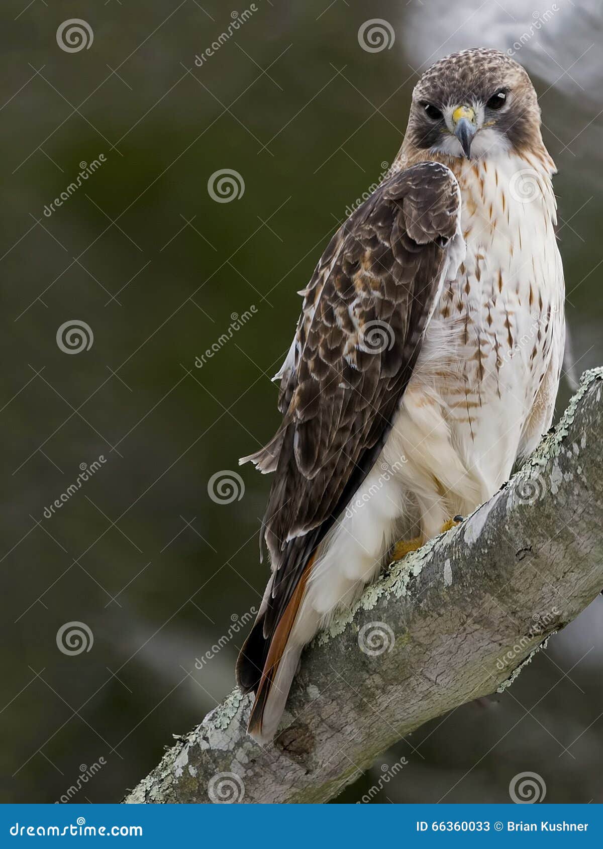 Red-Tailed Hawk stock image. Image of hunter, hawk, wildlife - 66360033