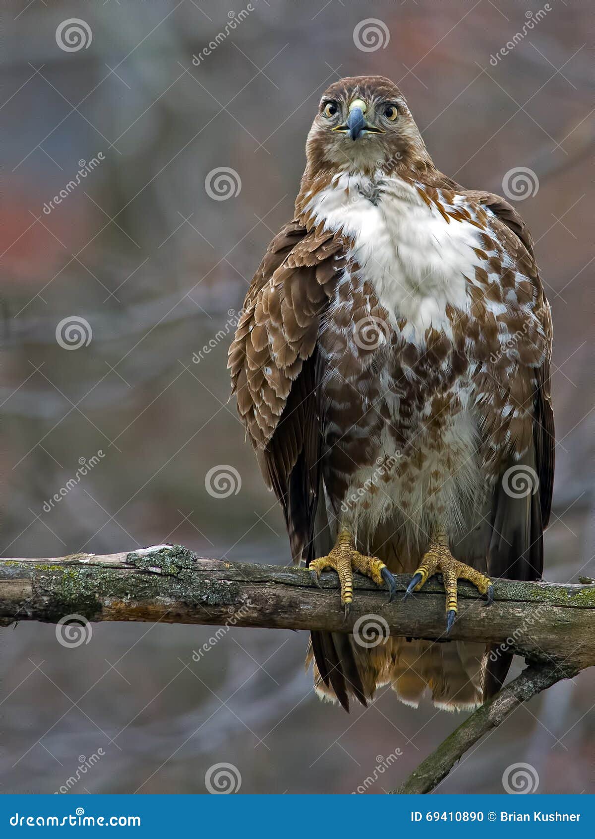 Red-Tailed Hawk stock photo. Image of tail, hawk, nature - 69410890