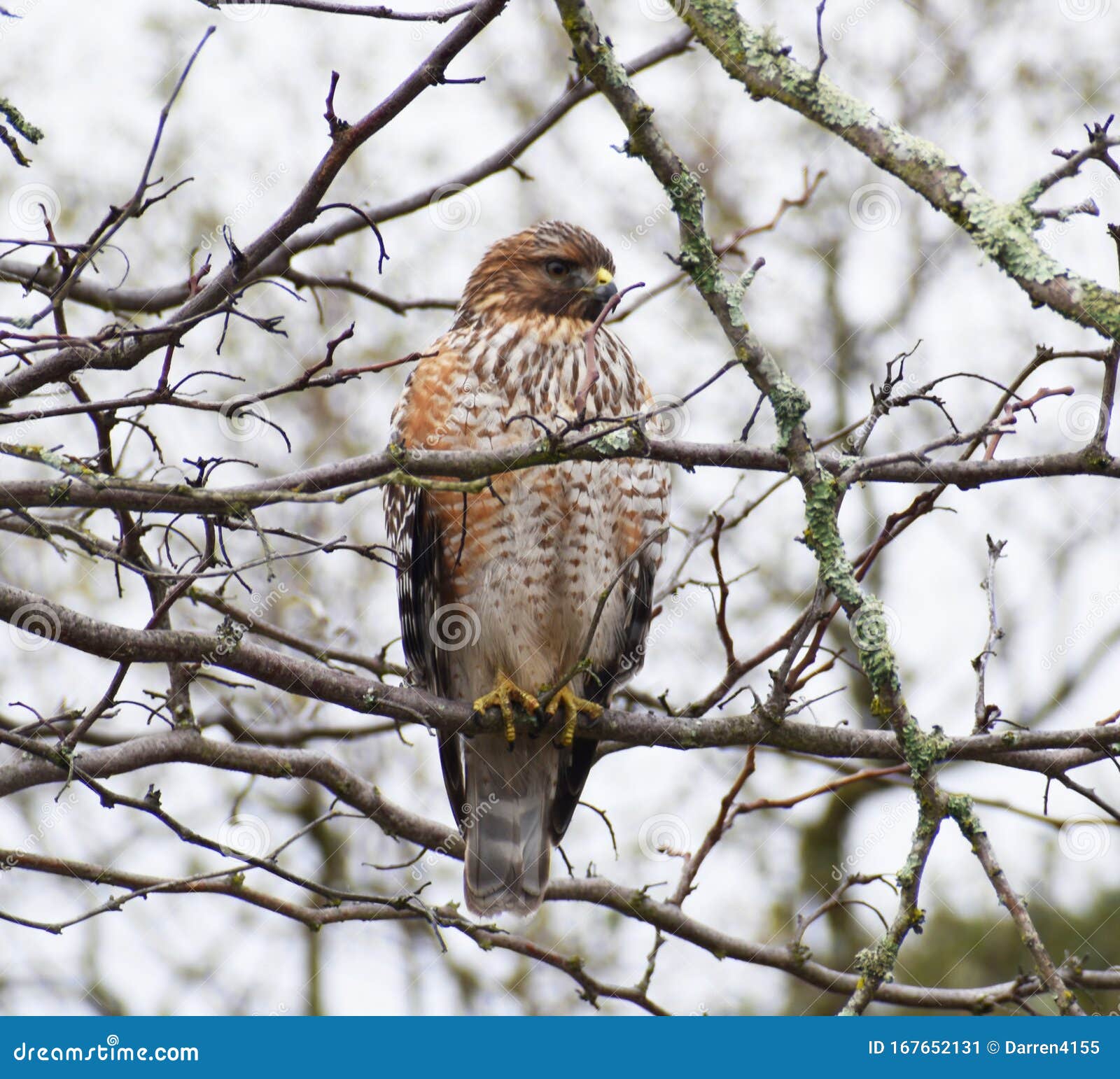 Red Tailed Hawk Resting on Tree Branch Stock Image - Image of tailed ...