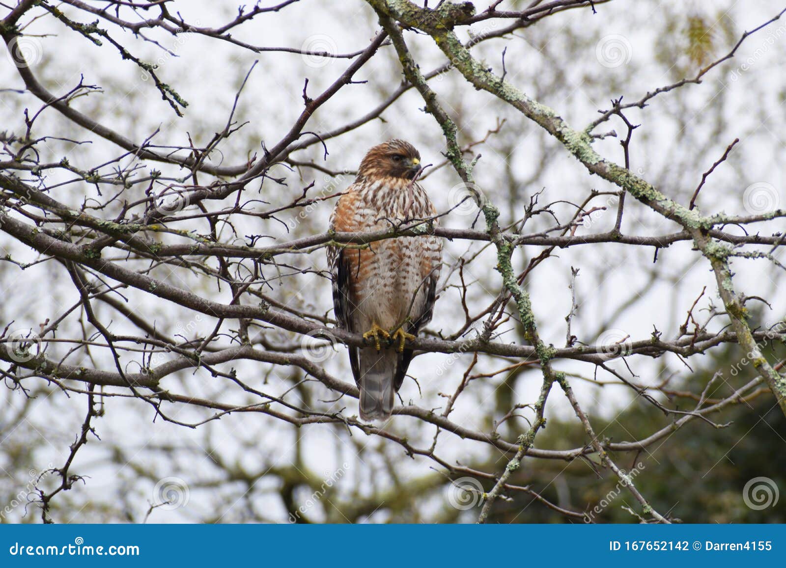 Red Tailed Hawk Resting on Tree Branch Stock Photo - Image of branch ...
