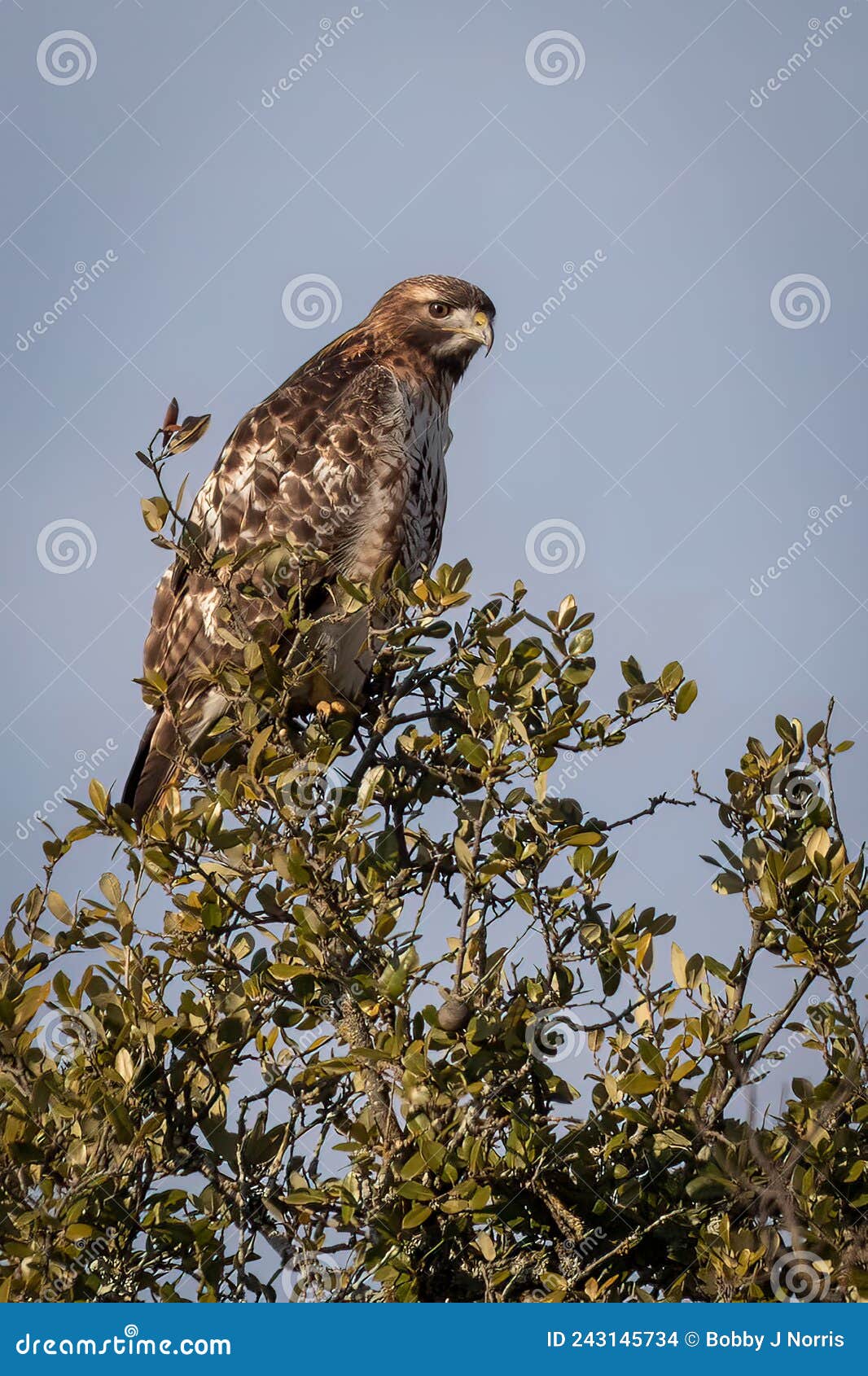 Red-tailed Hawk Resting in a Tree Stock Photo - Image of wildlife ...
