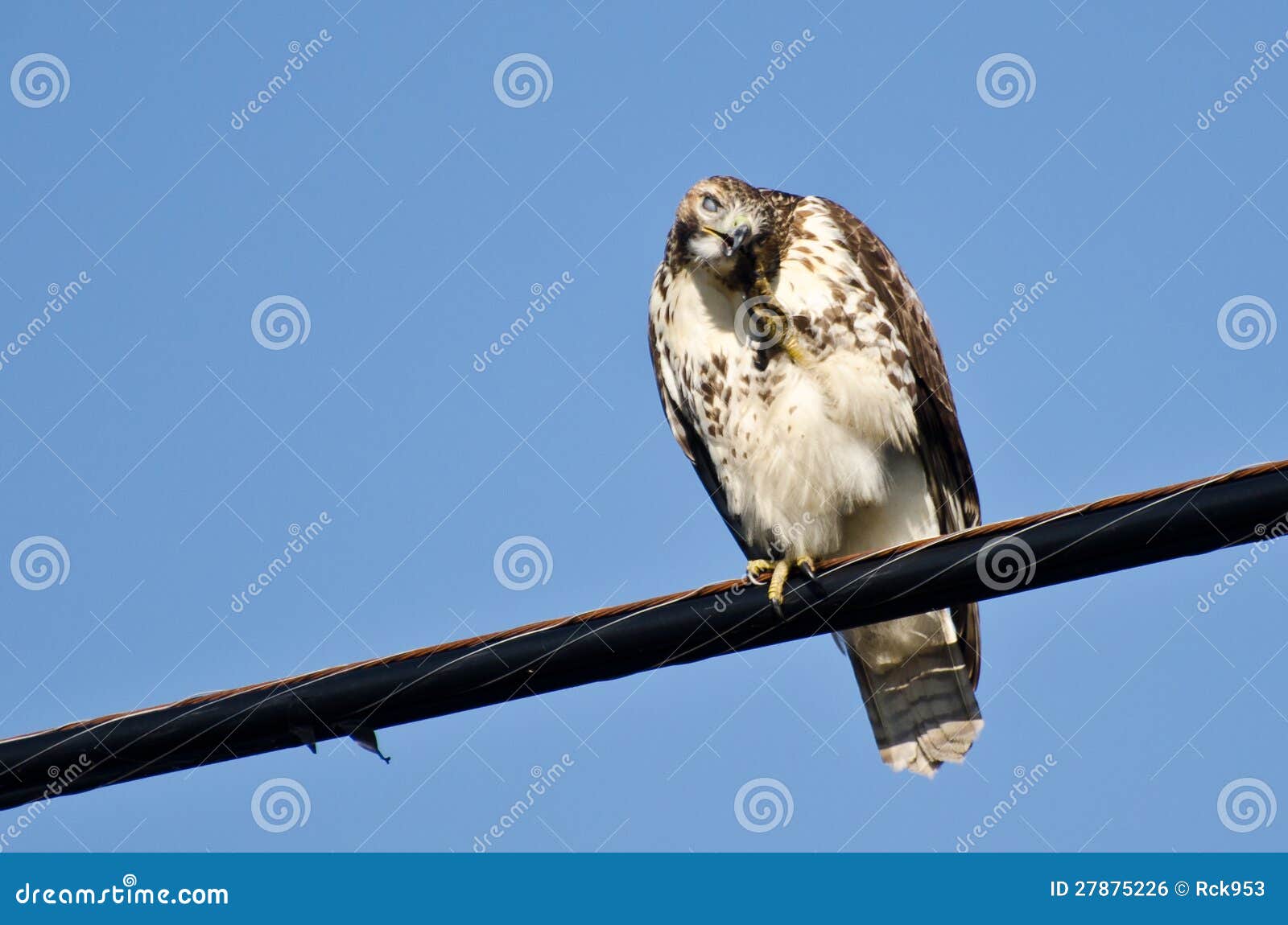 Red-Tailed Hawk Scratching an Itch Stock Photo - Image of tailed, humor ...