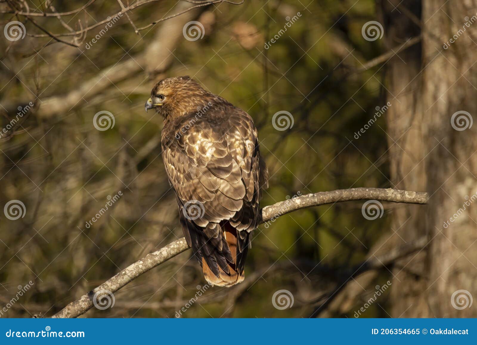 Red Tailed Hawk Feather Details Stock Image - Image of details, raptor ...