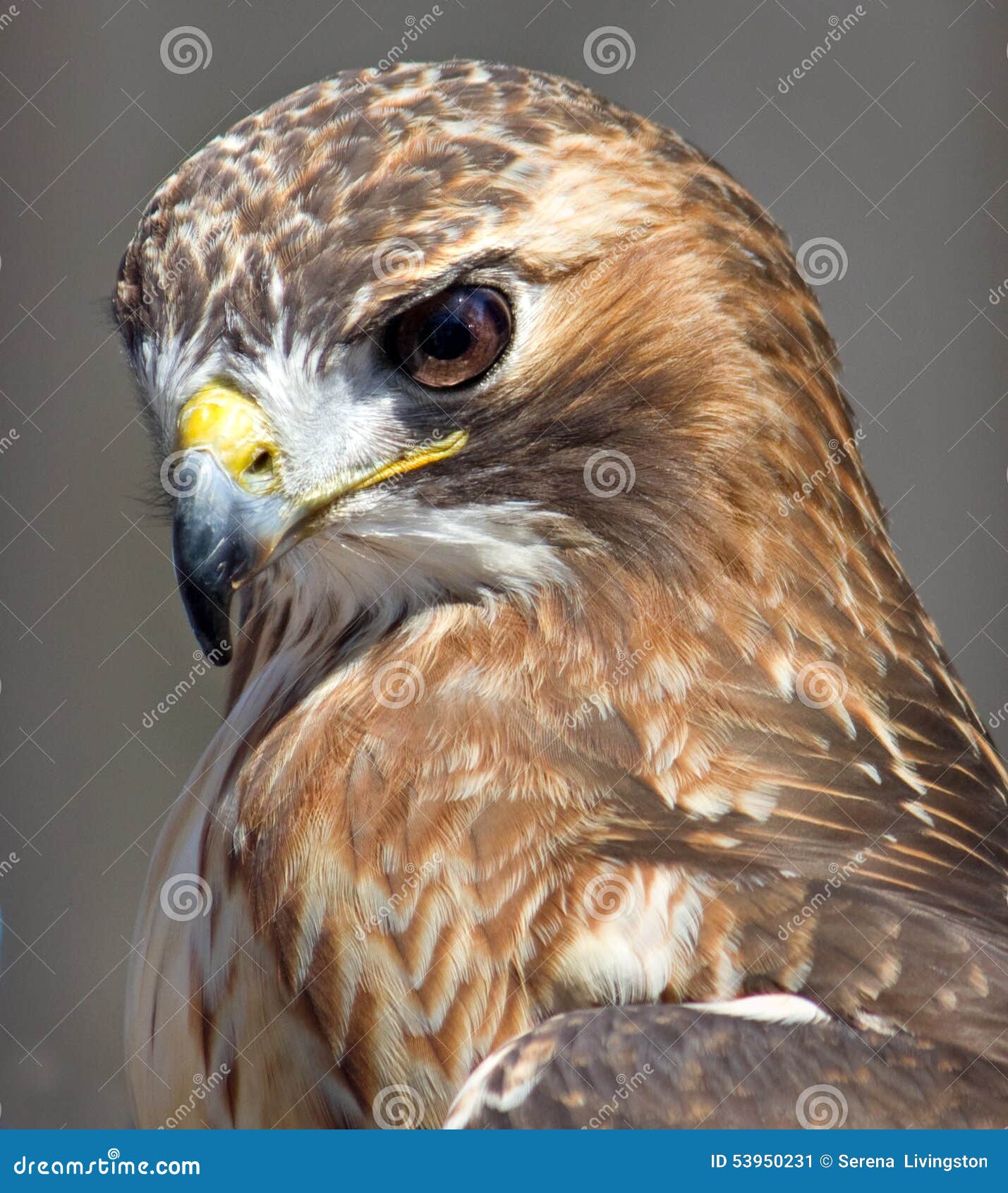 Red Tailed Hawk stock image. Image of beak, hawk, wildlife - 53950231