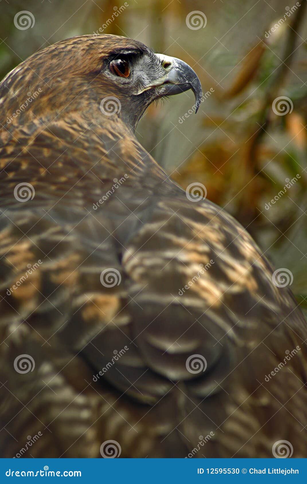 Red-Tailed Hawk Side View stock photo. Image of falconry - 12595530