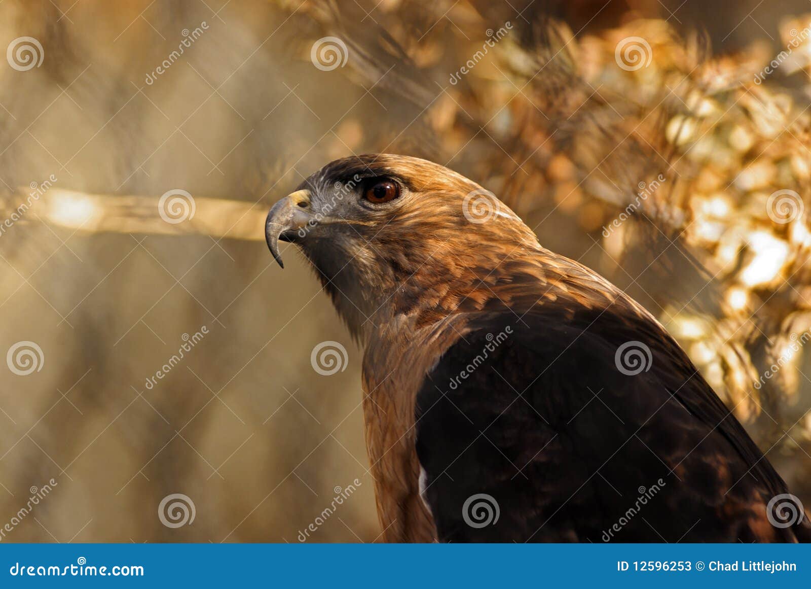 Red-Tailed Hawk Side View stock image. Image of falconry - 12596253