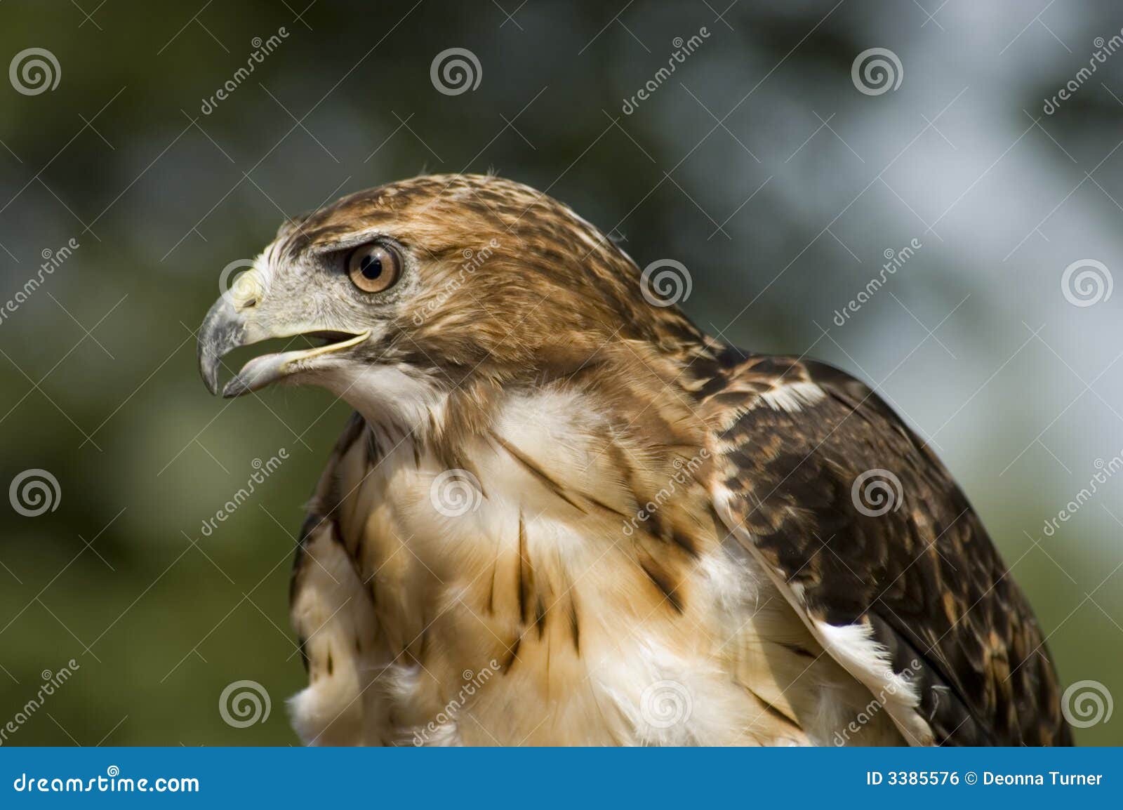 Red Tailed Hawk - Side View Stock Photo - Image of forest, hawk: 3385576
