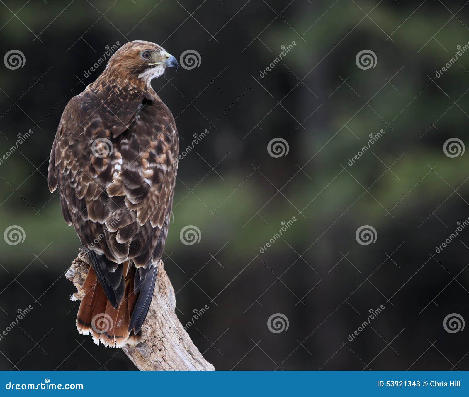 Red-tailed Hawk Side-view stock image. Image of prey - 53921343