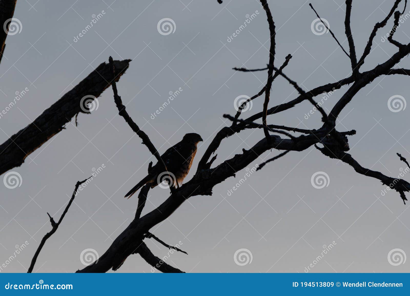 Red-tailed Hawk Silhouette on Bare Branches in Top of Tree Stock Image ...