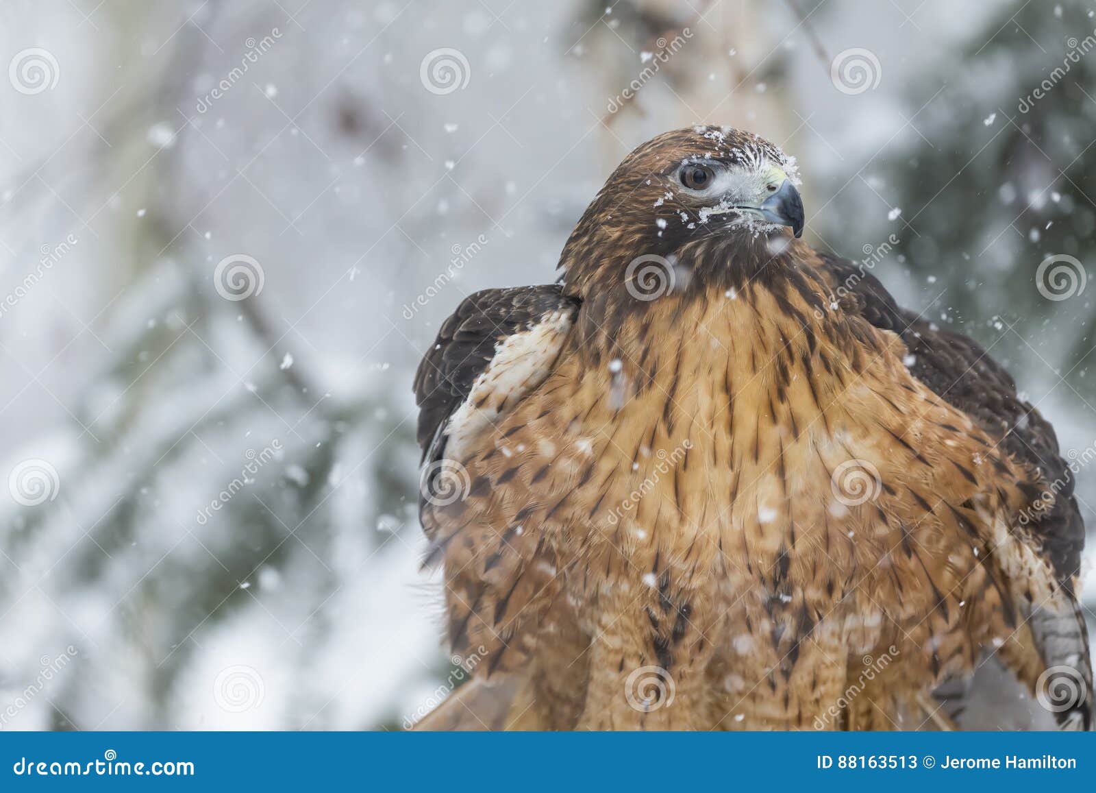 Red Tailed Hawk in the Snow Stock Image - Image of plumage, ornithology ...