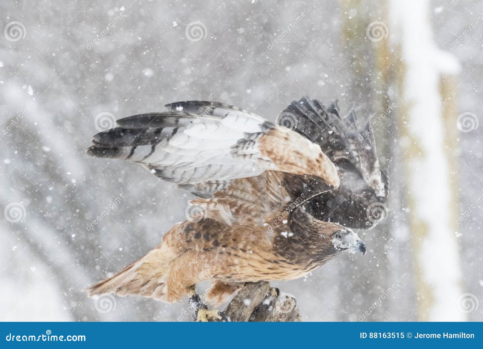 Red Tailed Hawk in the Snow Stock Image - Image of animal, hawk: 88163515