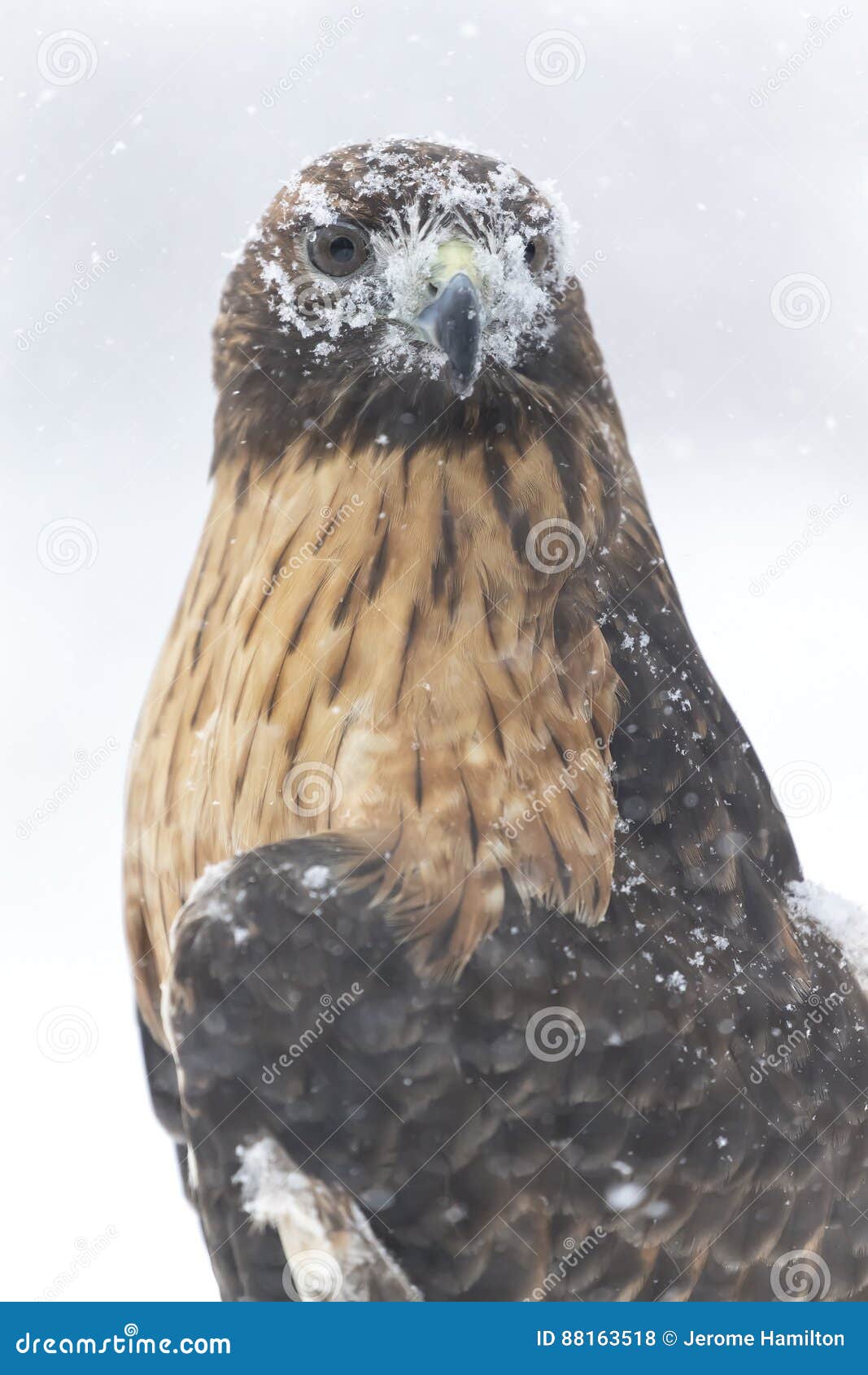 Red Tailed Hawk in the Snow Stock Photo - Image of portrait, nature ...