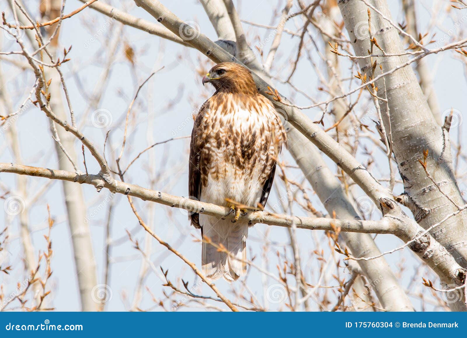Red Tailed Hawk on Aspen Tree in Colorado Stock Photo - Image of ...