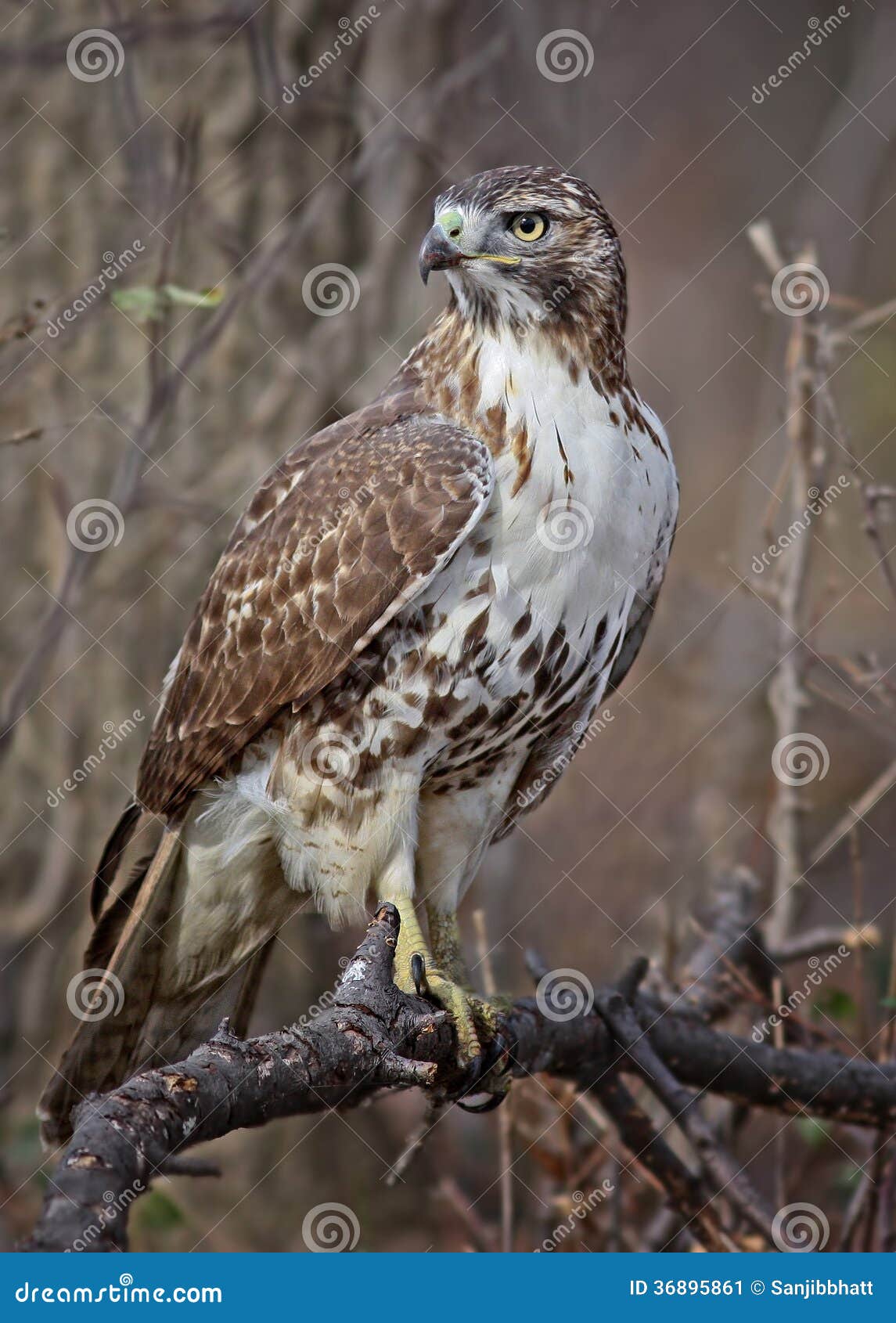 Red-tailed Hawk stock image. Image of wings, nature, prey - 36895861