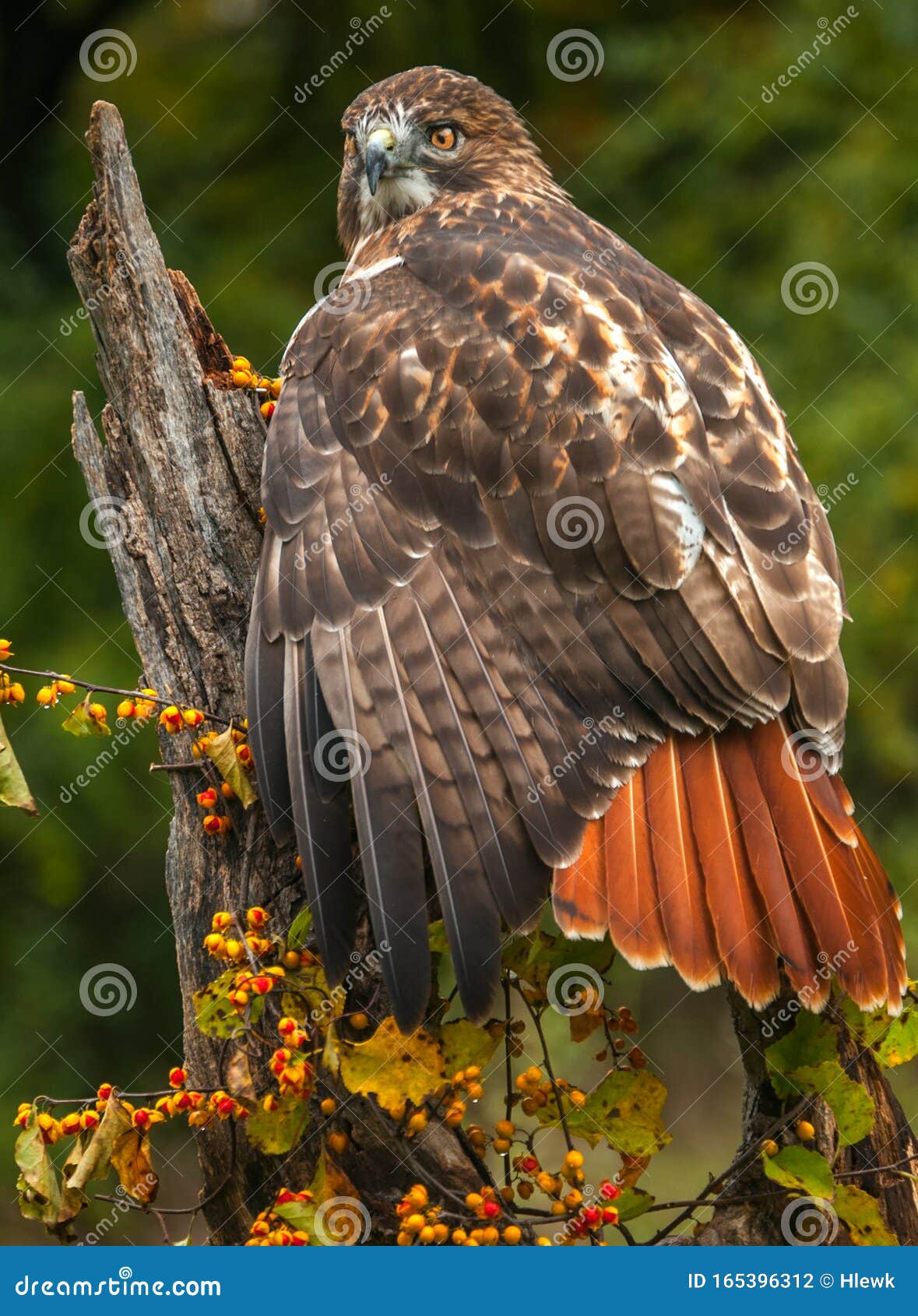 A Red Tailed Hawk Sitting on a Branch. Stock Photo - Image of hawk ...