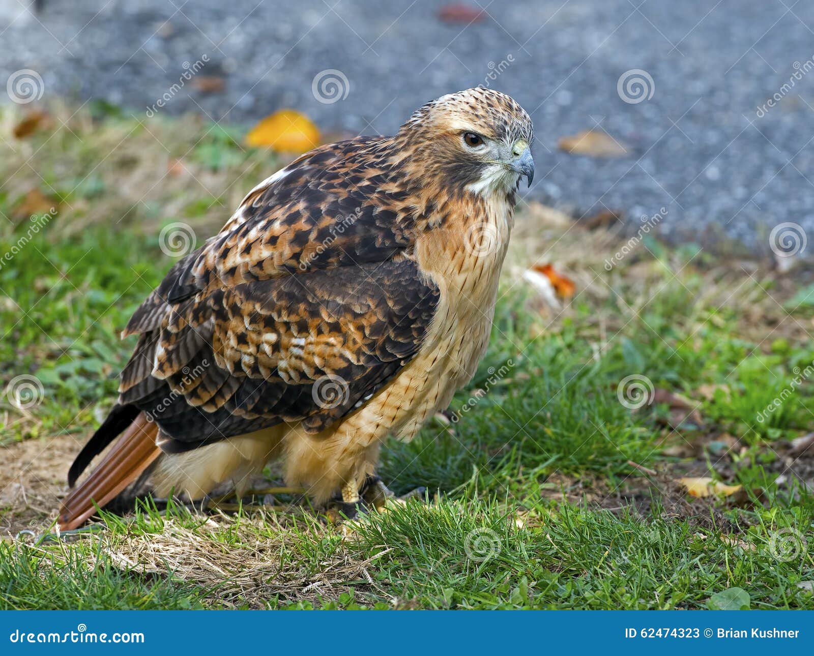 Red-Tailed Hawk stock image. Image of hawk, sitting, branch - 62474323