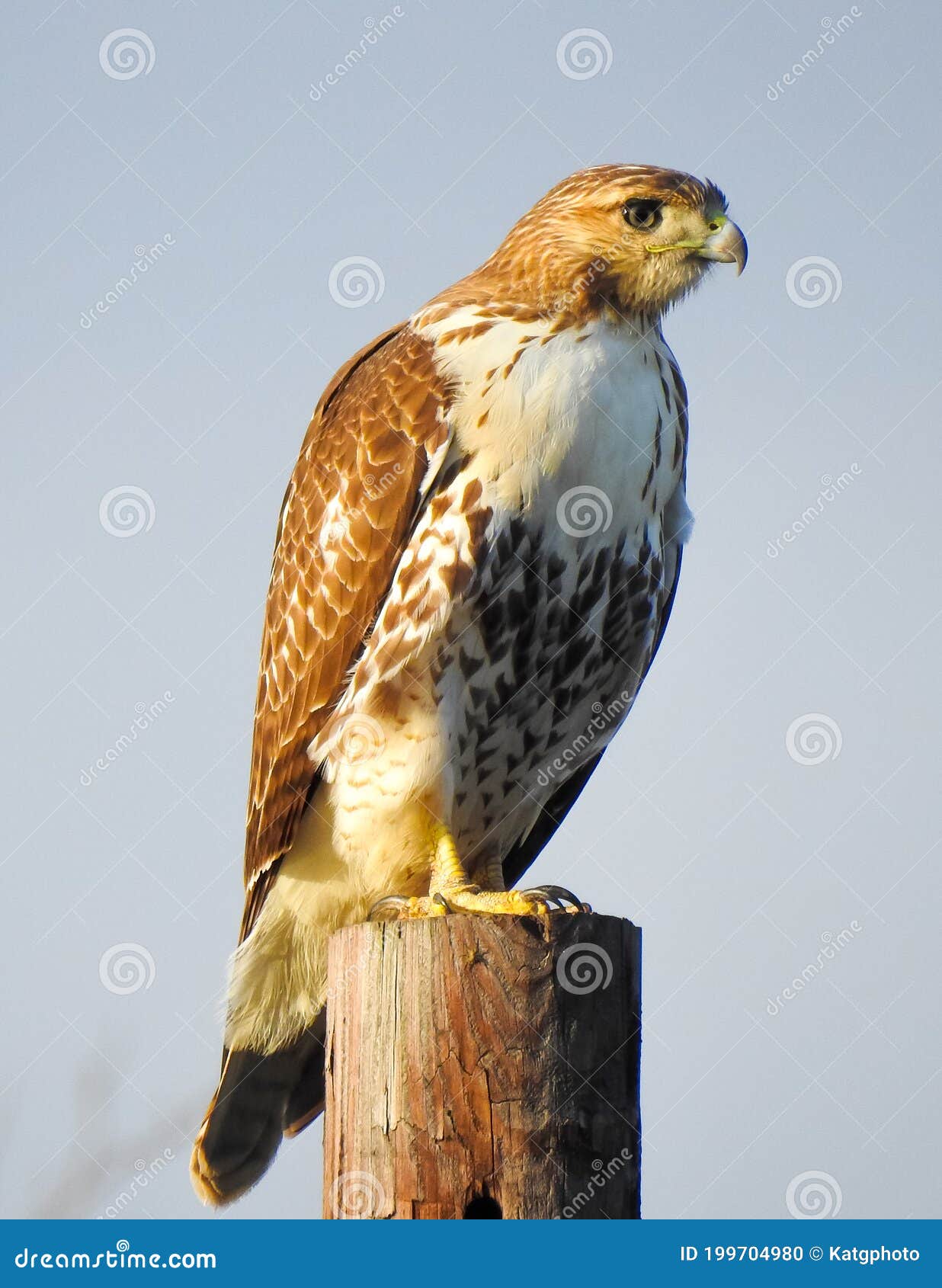 Red Tailed Hawk Sitting Proudly on a Tree Stump Stock Photo - Image of ...
