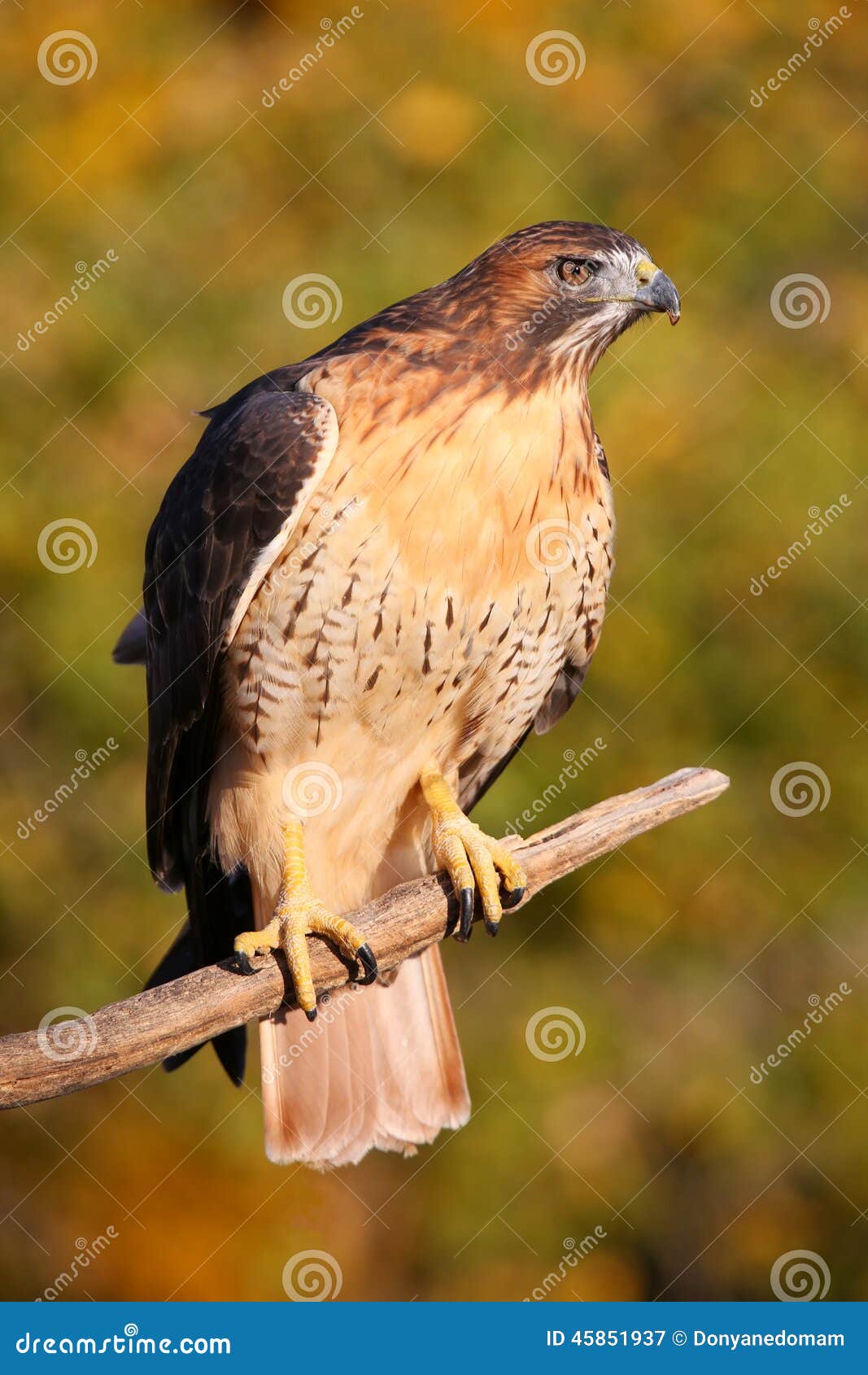 Red-tailed Hawk Sitting on a Stick Stock Image - Image of profile ...