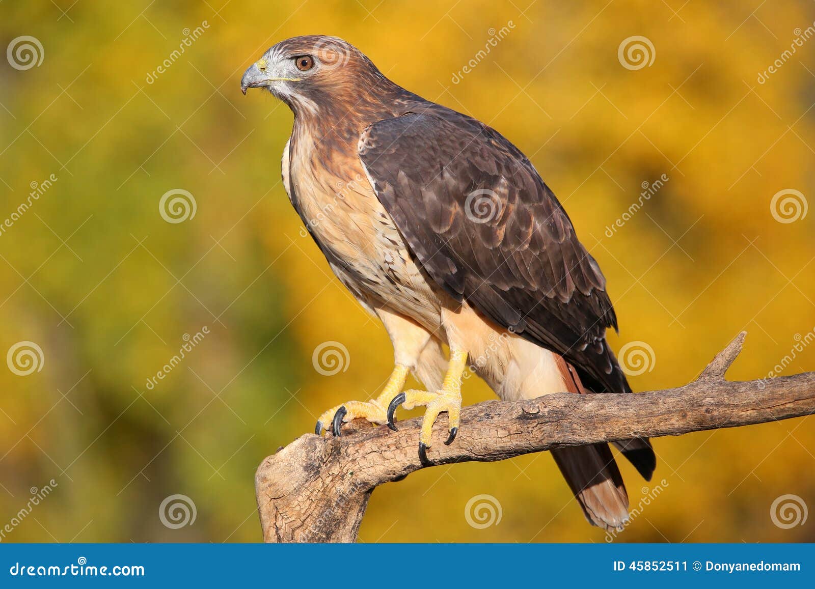 Red-tailed Hawk Sitting on a Stick Stock Image - Image of north, rock ...