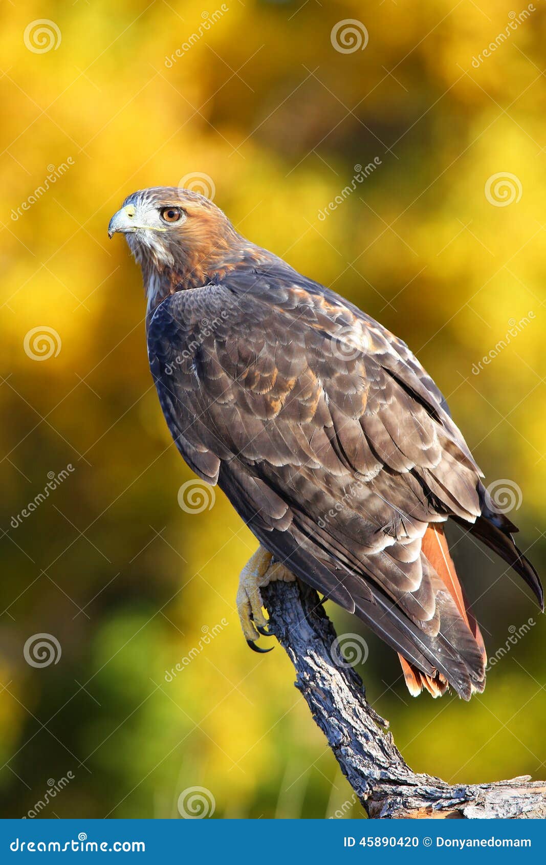 Red-tailed Hawk Sitting on a Stick Stock Photo - Image of predator ...