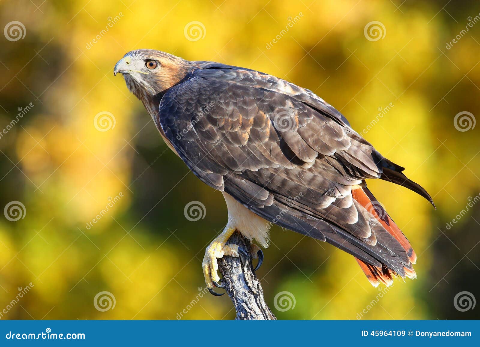Red-tailed Hawk Sitting on a Stick Stock Image - Image of raptor, prey ...