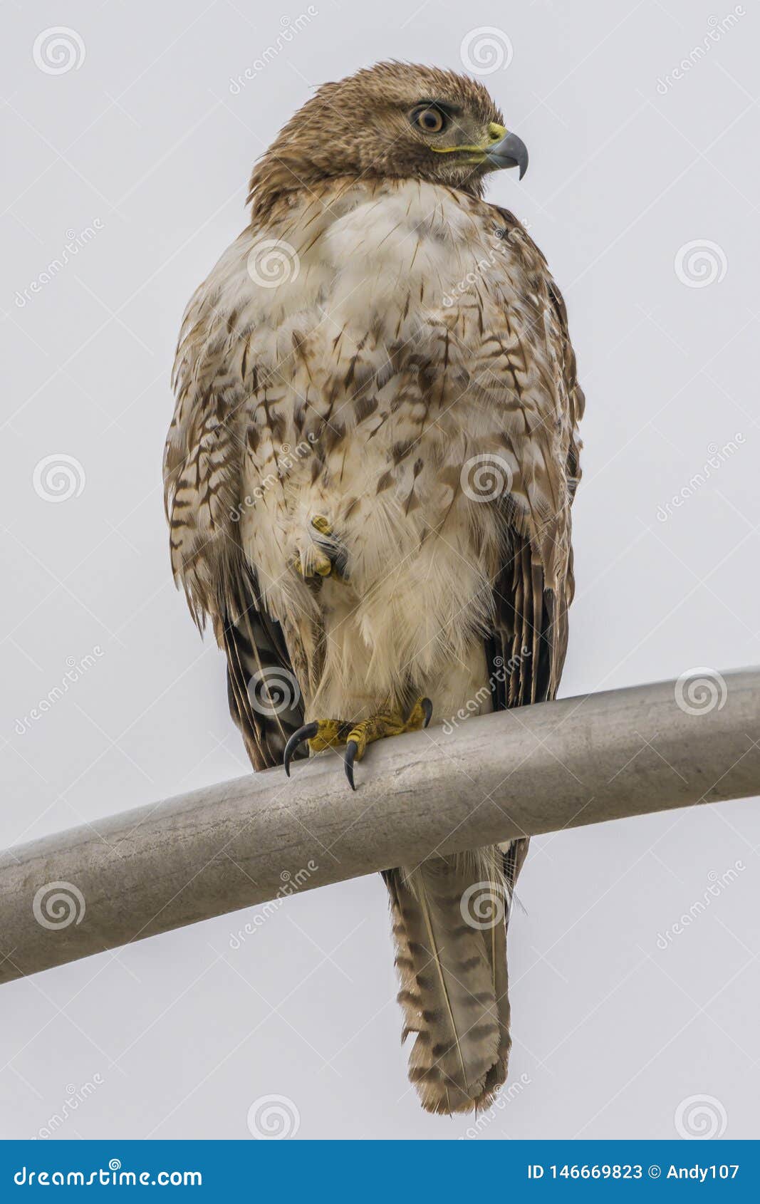 Red-Tailed Hawk Sitting on a Street Light Looking To the Left Stock ...