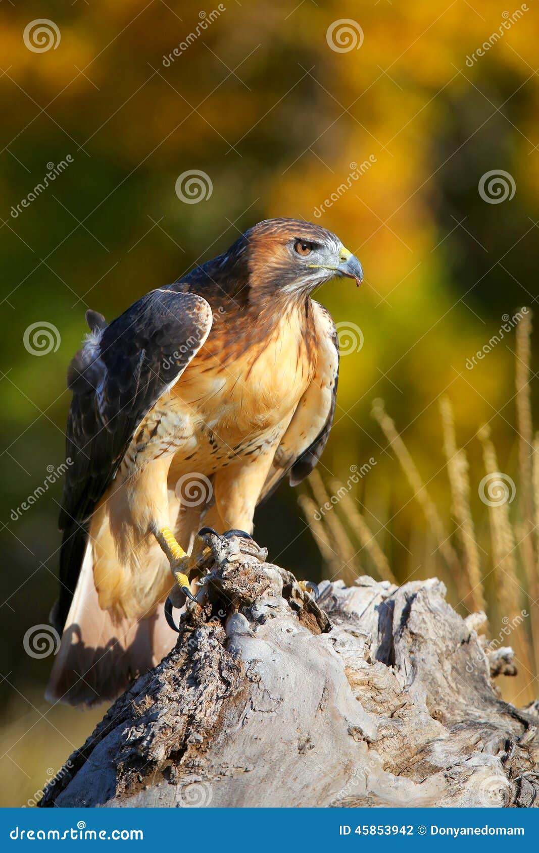 Red-tailed Hawk Sitting on a Stump Stock Photo - Image of buteo ...