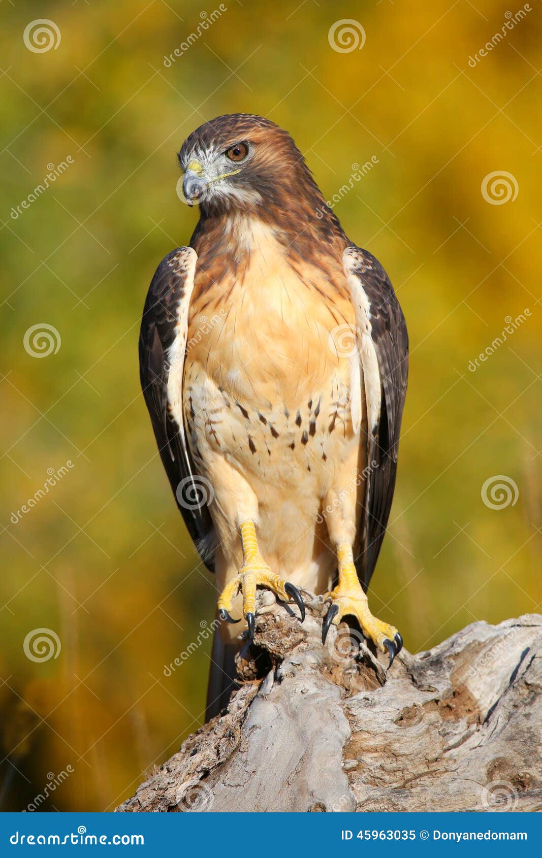 Red-tailed Hawk Sitting on a Stump Stock Image - Image of close, animal ...
