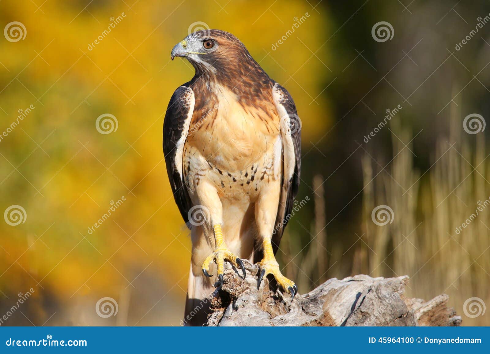 Red-tailed Hawk Sitting on a Stump Stock Photo - Image of hawk, stone ...
