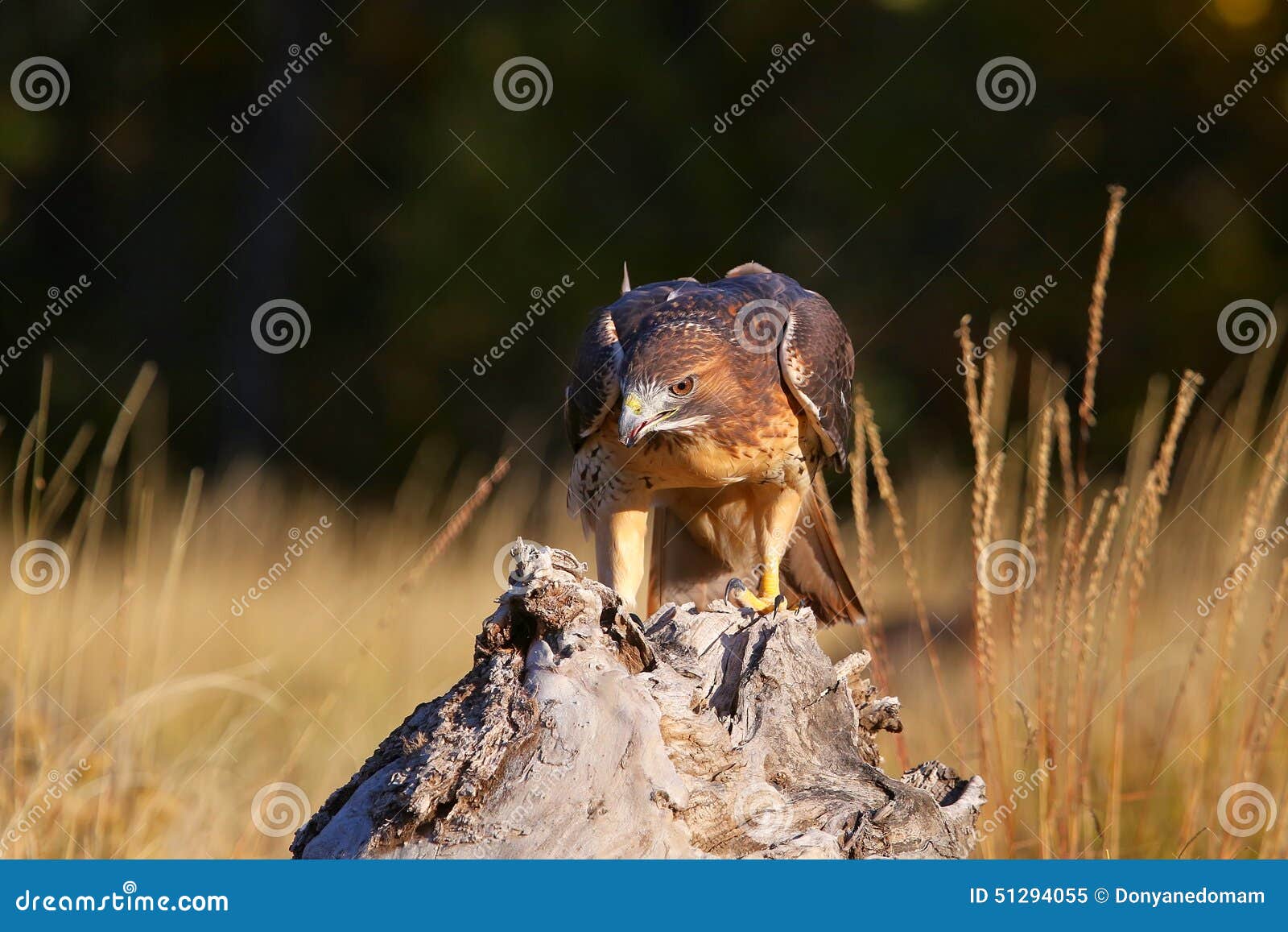 Red-tailed Hawk Sitting on a Stump Stock Image - Image of beak, field ...