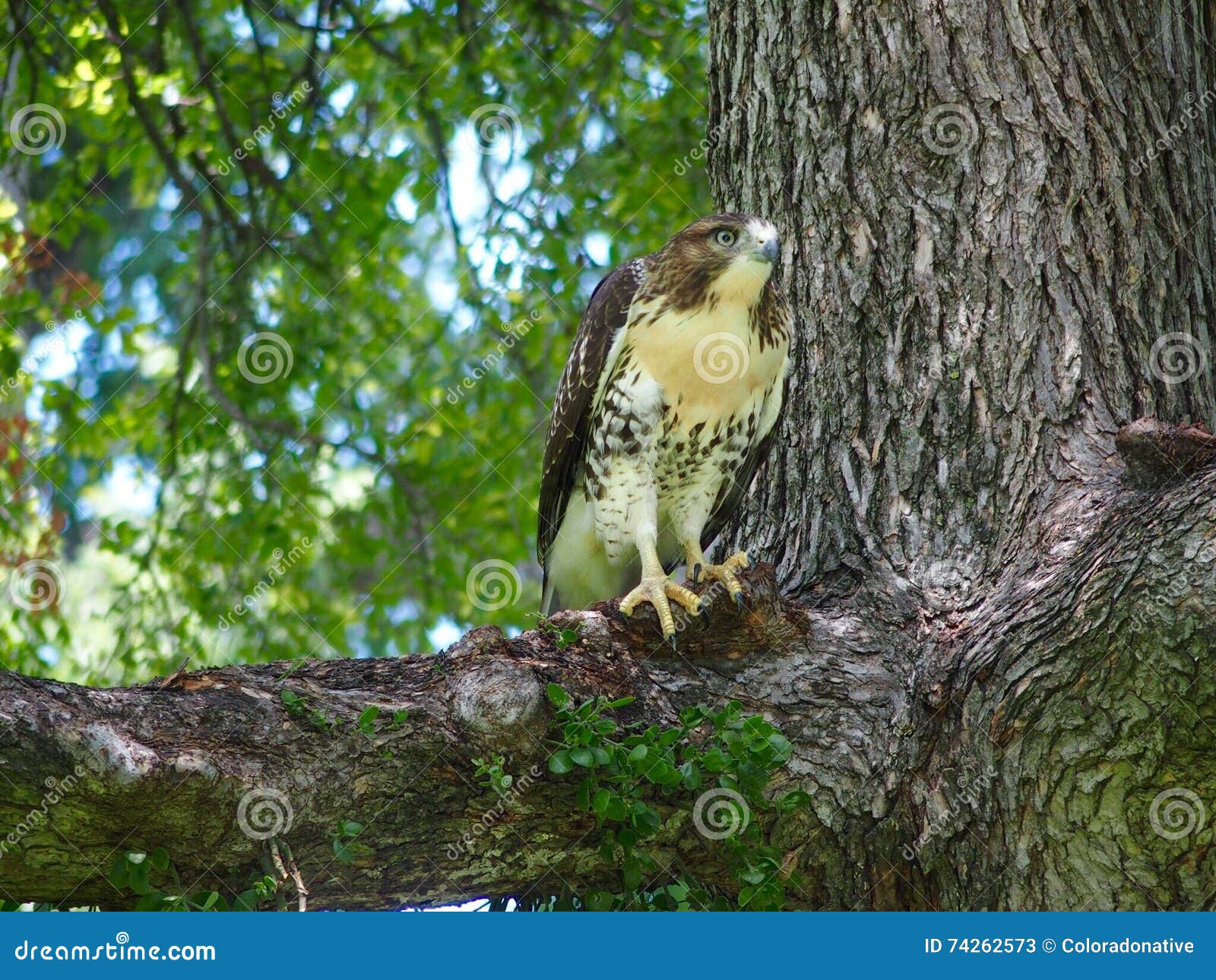 Red Tailed Hawk stock image. Image of hawk, hunter, sitting - 74262573