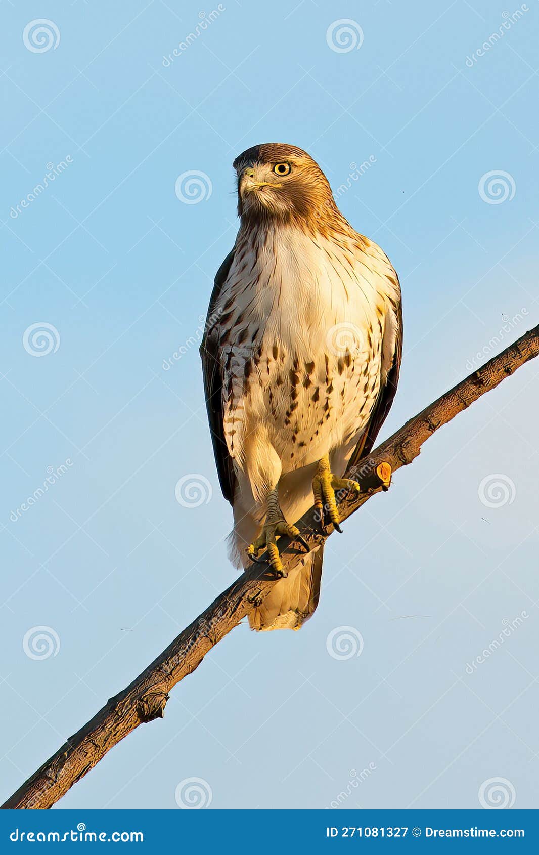 Red-tailed Hawk Sitting on a Tree Branch Stock Image - Image of tailed ...