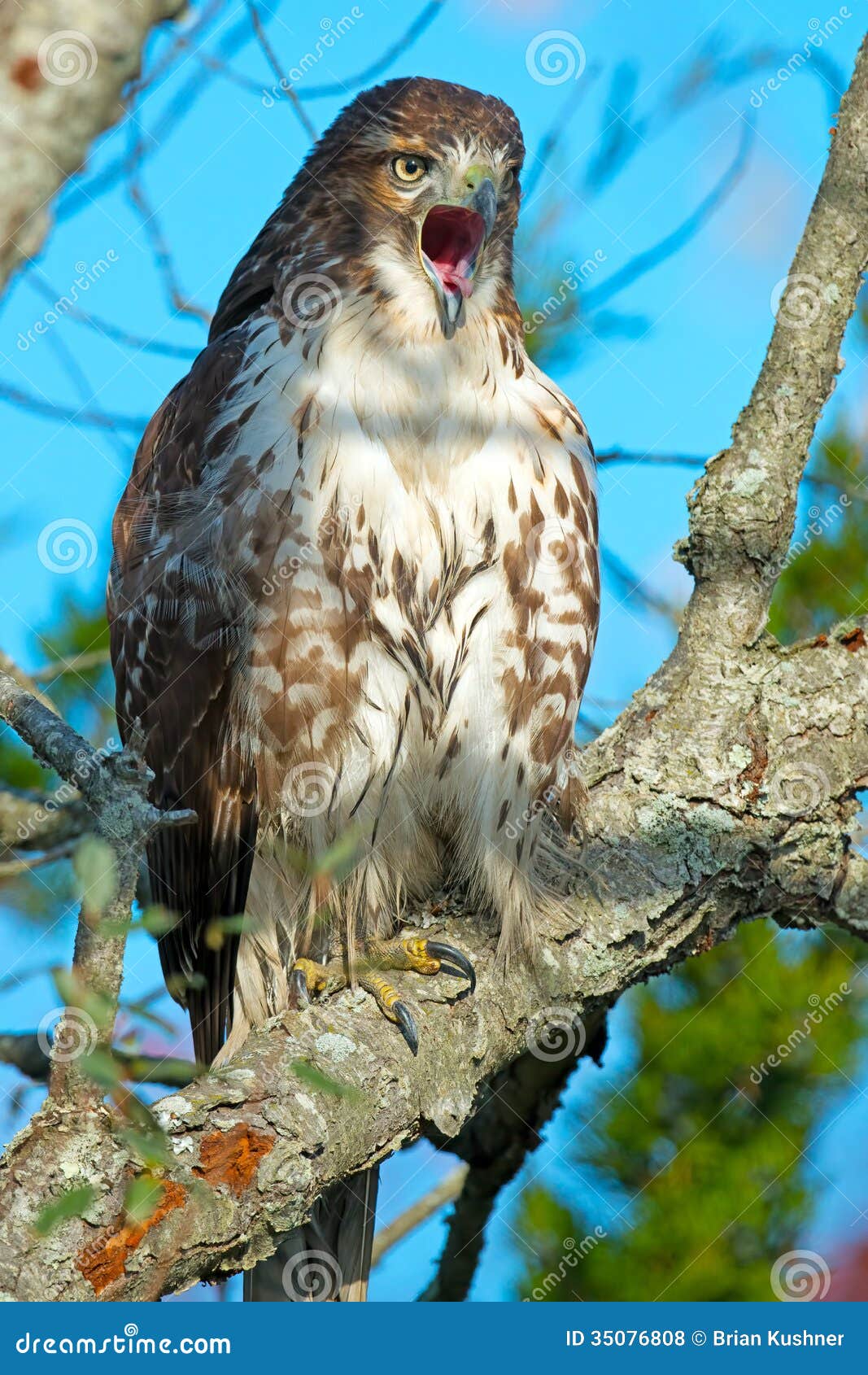 Red-Tailed Hawk stock photo. Image of feathers, buteo - 35076808