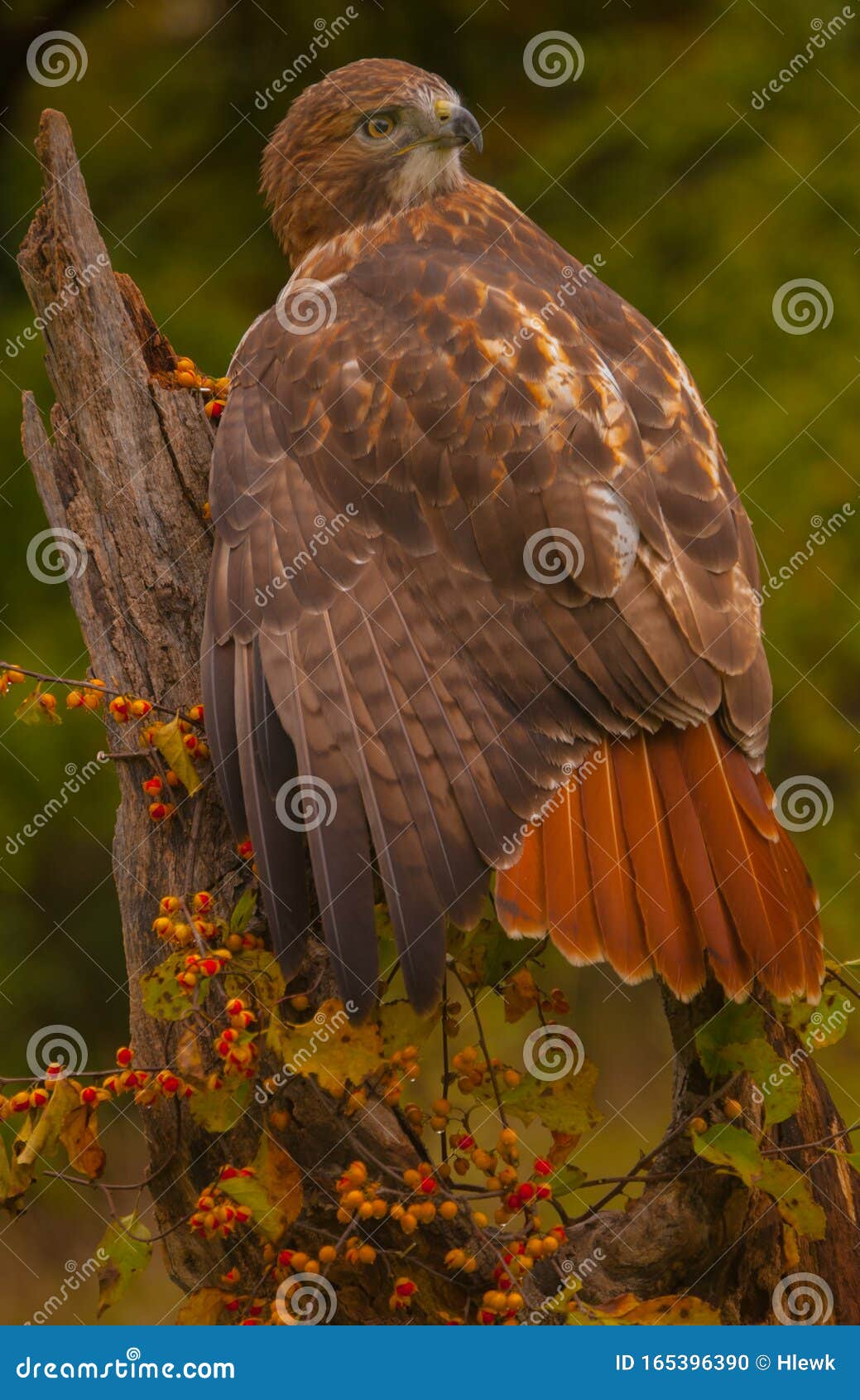 A Red Tailed Hawk Sitting on a Tree Stump. Stock Photo - Image of tree ...