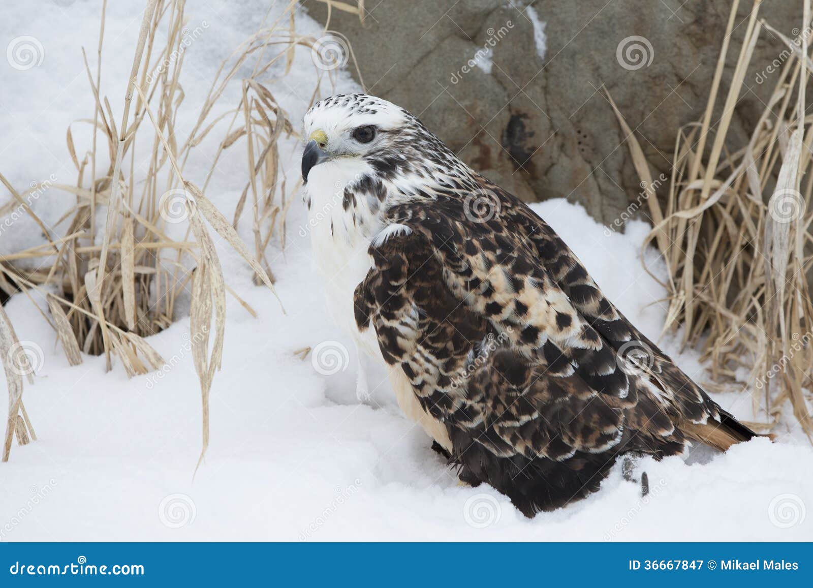 Red Tailed hawk in snow stock image. Image of hawk, fresh - 36667847