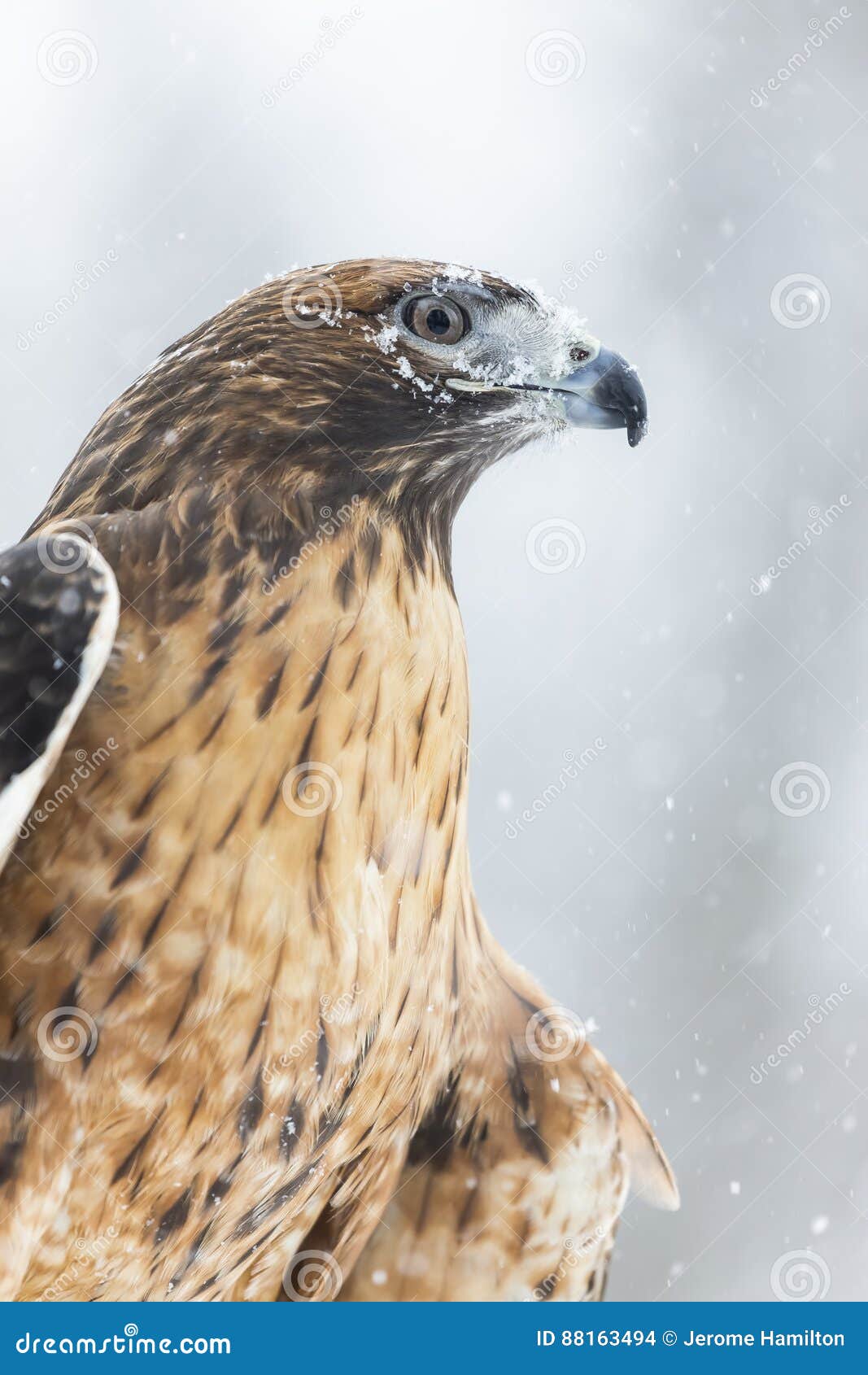 Red Tailed Hawk in the Snow Stock Photo - Image of prey, asio: 88163494