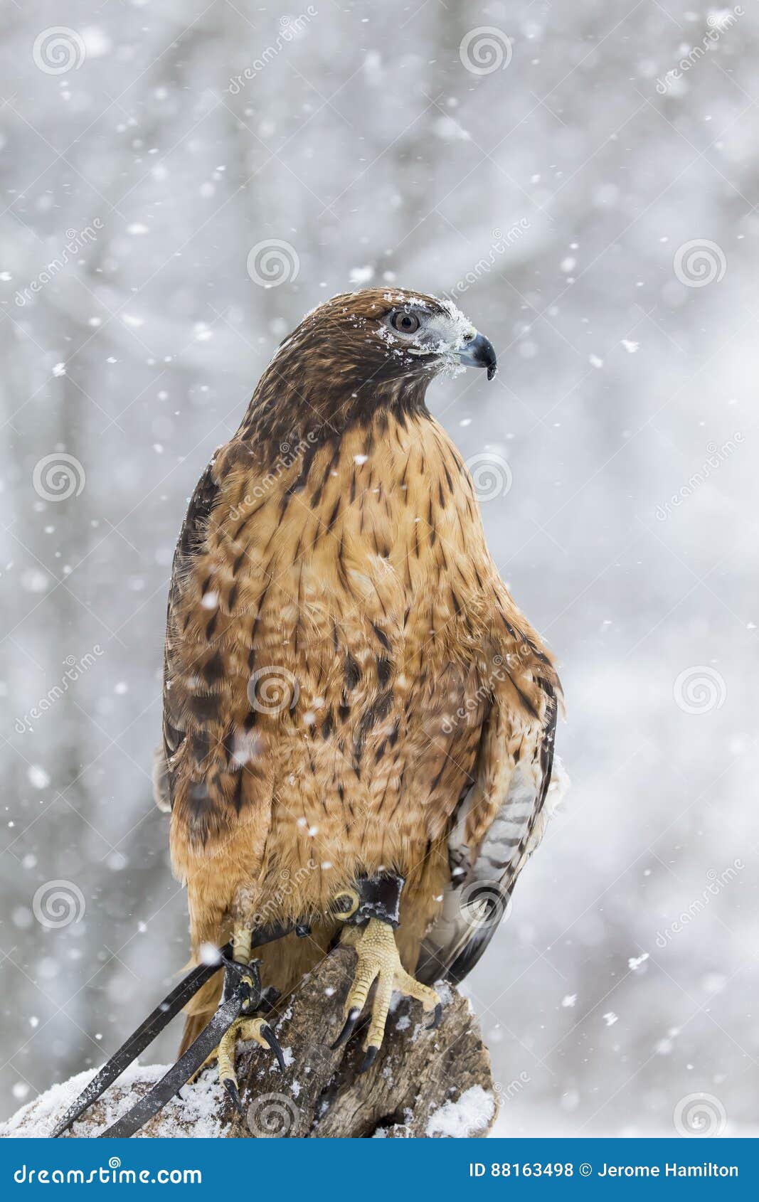 Red Tailed Hawk in the Snow Stock Photo - Image of ornithology ...