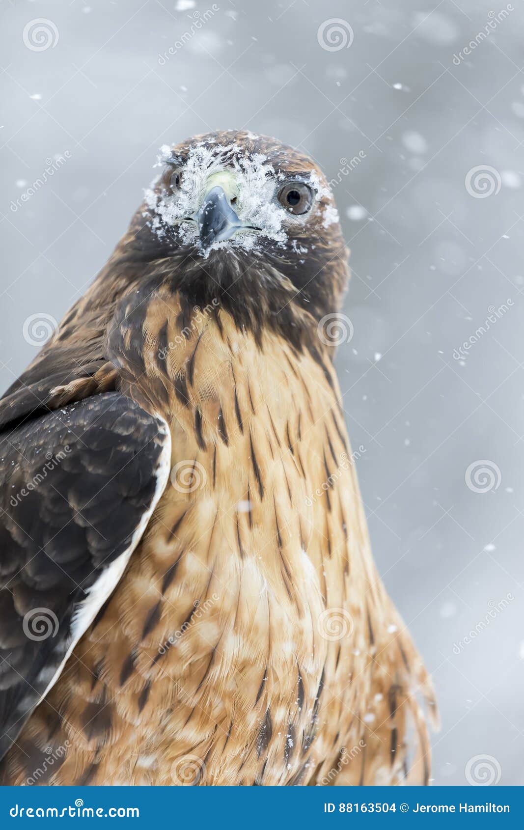 Red Tailed Hawk in the Snow Stock Photo - Image of blue, carnivore ...