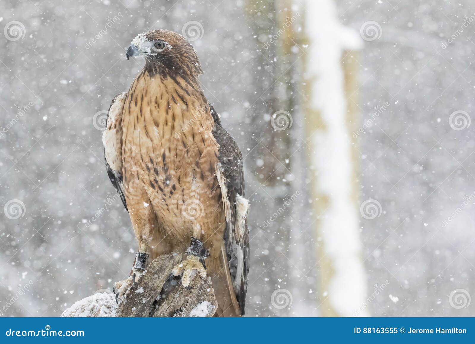 Red Tailed Hawk in the Snow Stock Image - Image of portrait, outdoors ...