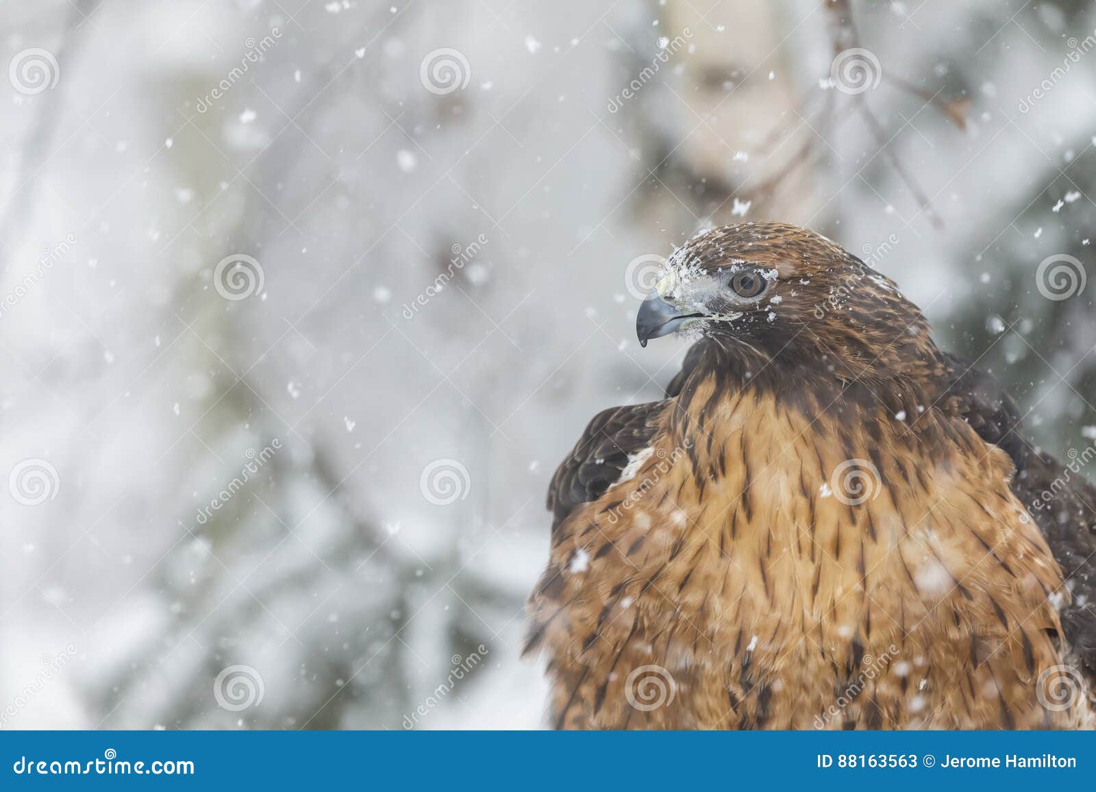 Red Tailed Hawk in the Snow Stock Image - Image of avian, asio: 88163563