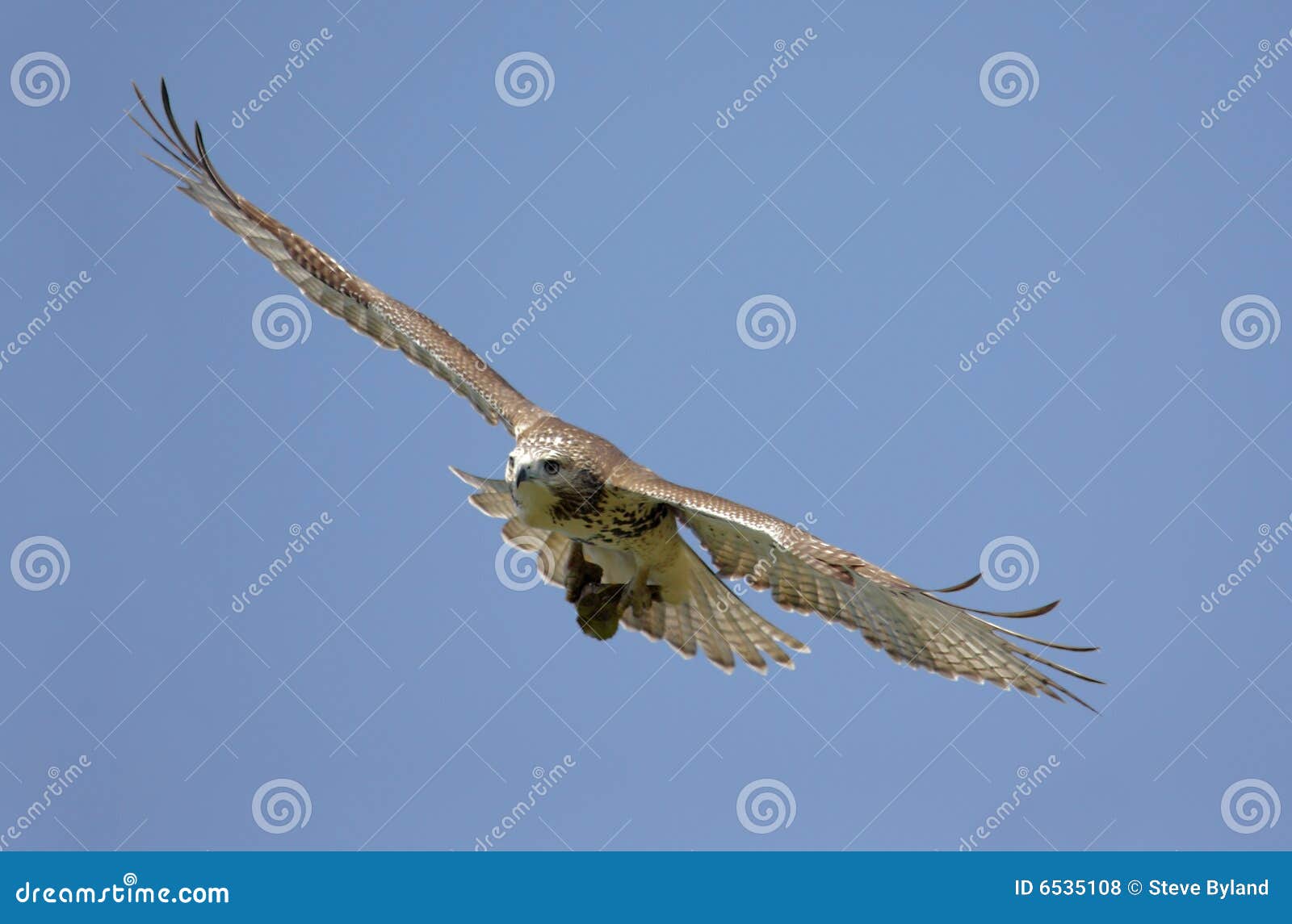Red-tailed Hawk Soaring stock photo. Image of birding - 6535108