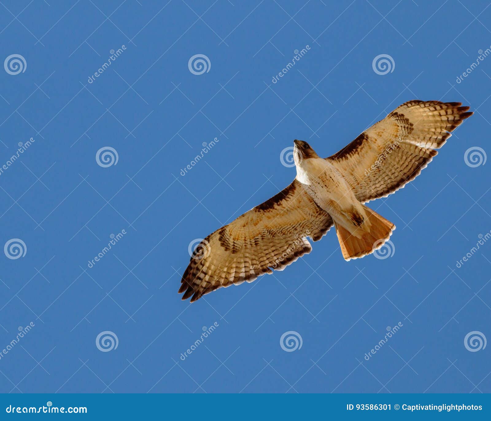 Red Tailed Hawk Soaring Against Cloudless Sky Stock Image - Image of ...