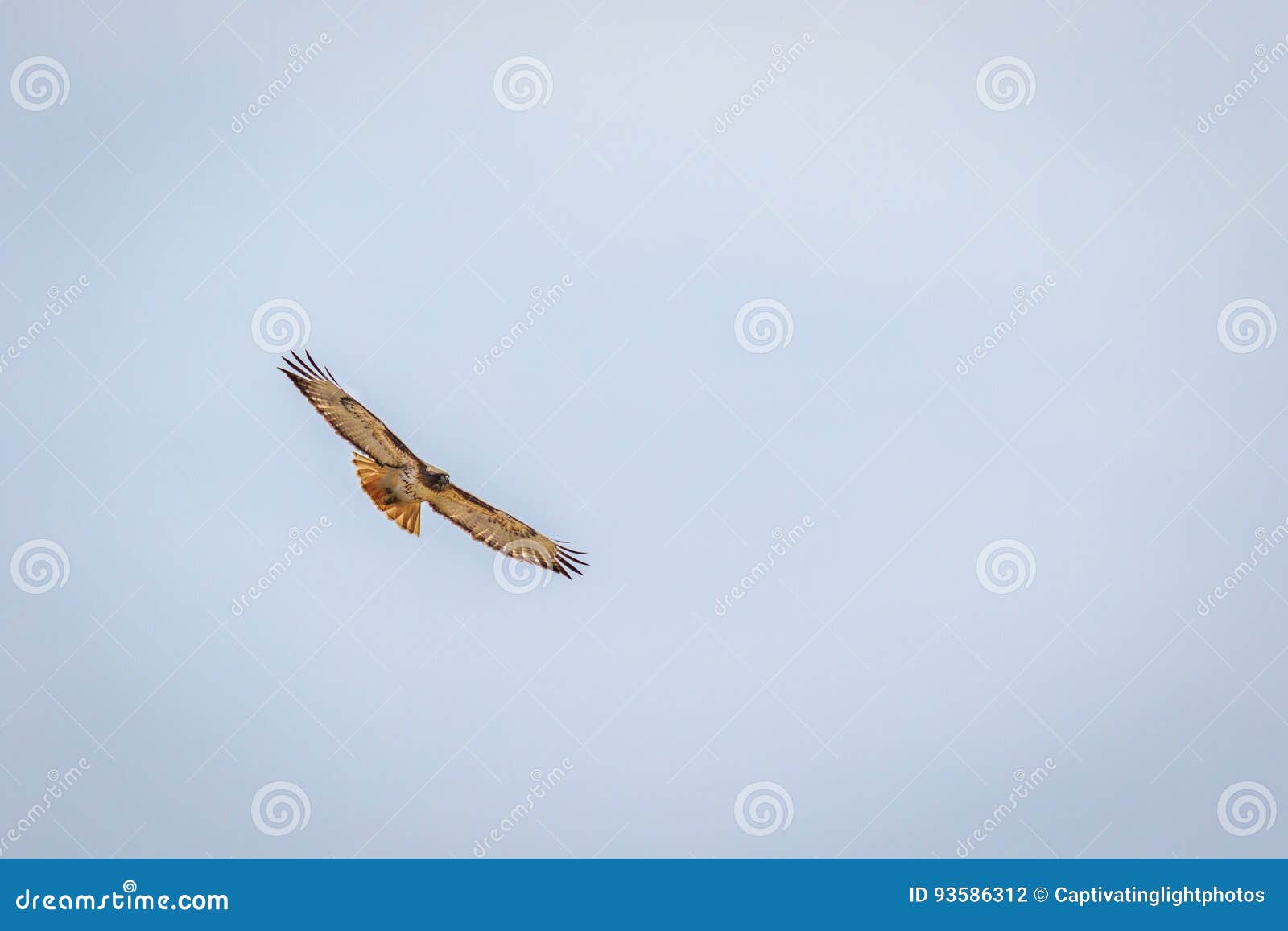 Red Tailed Hawk Soaring Against Cloudy Sky Stock Photo - Image of ...