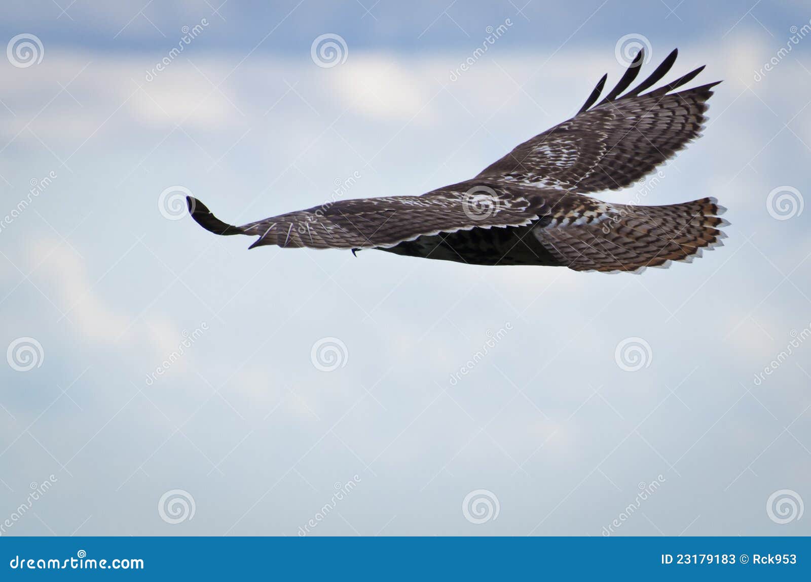 Red-Tailed Hawk Soaring in Cloudy Sky Stock Image - Image of wing ...